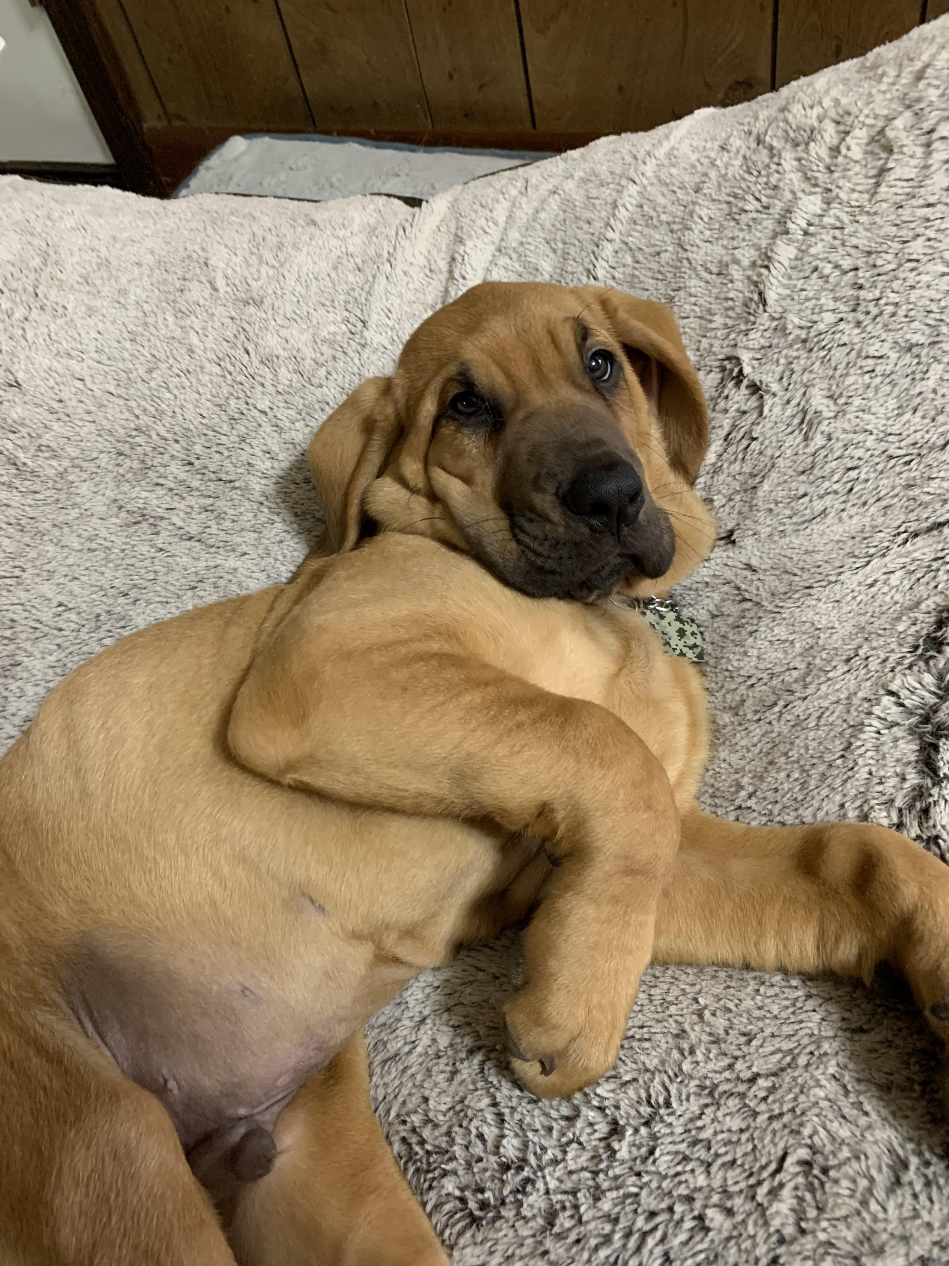 This is my blood hound, Shelby. | Scrolller