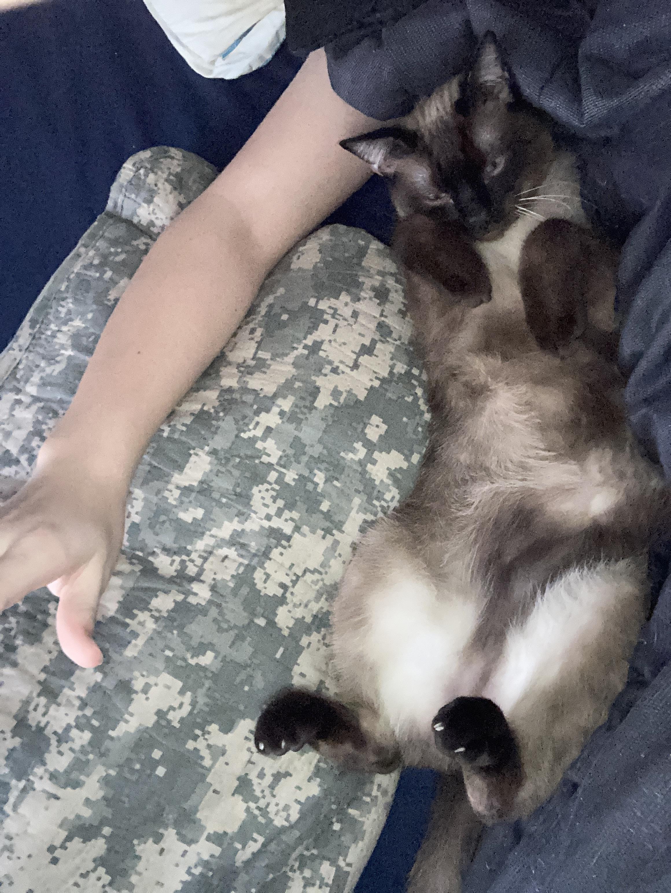 This is my cat, Sam | Scrolller