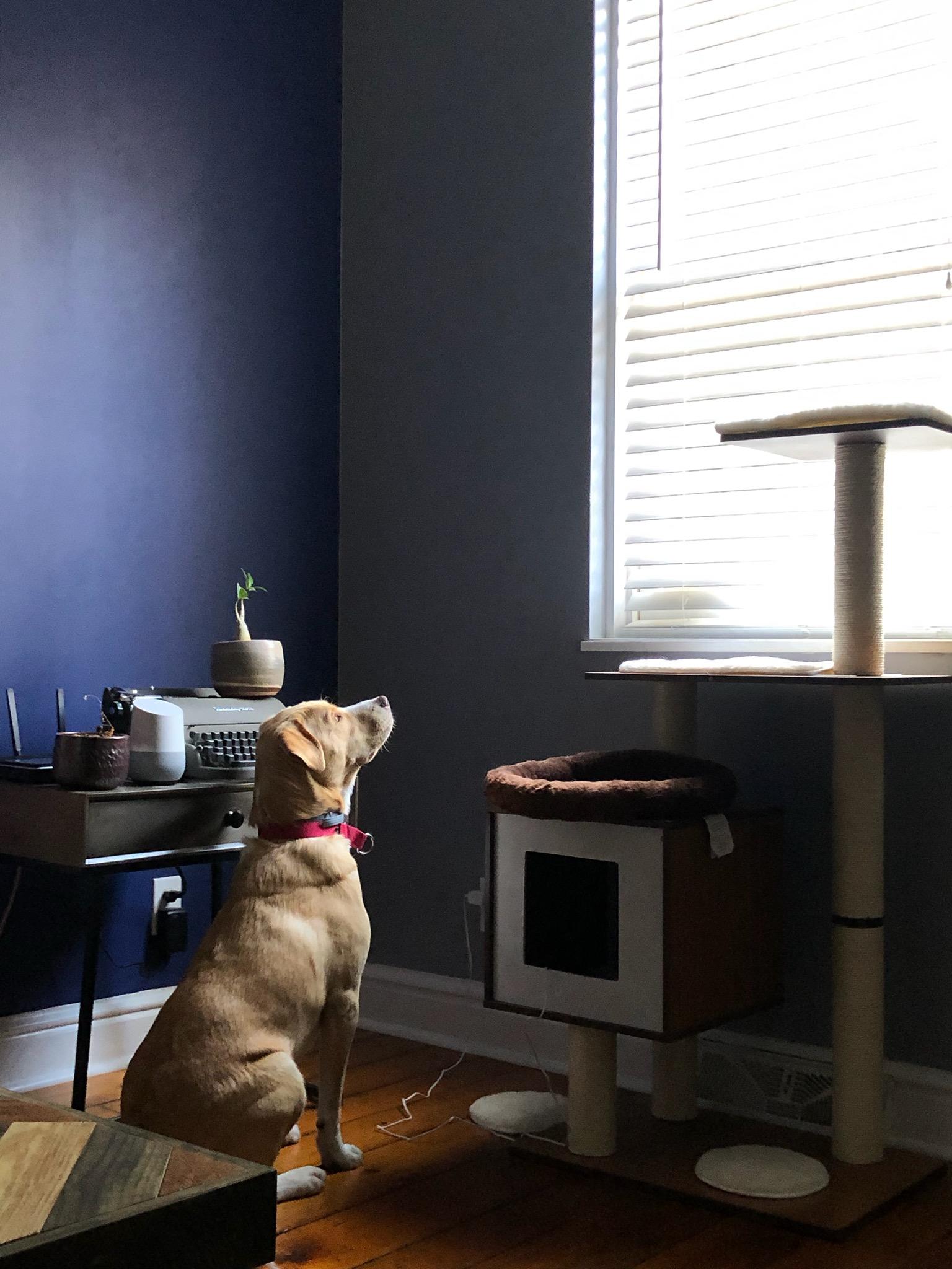 This is my dog | Scrolller