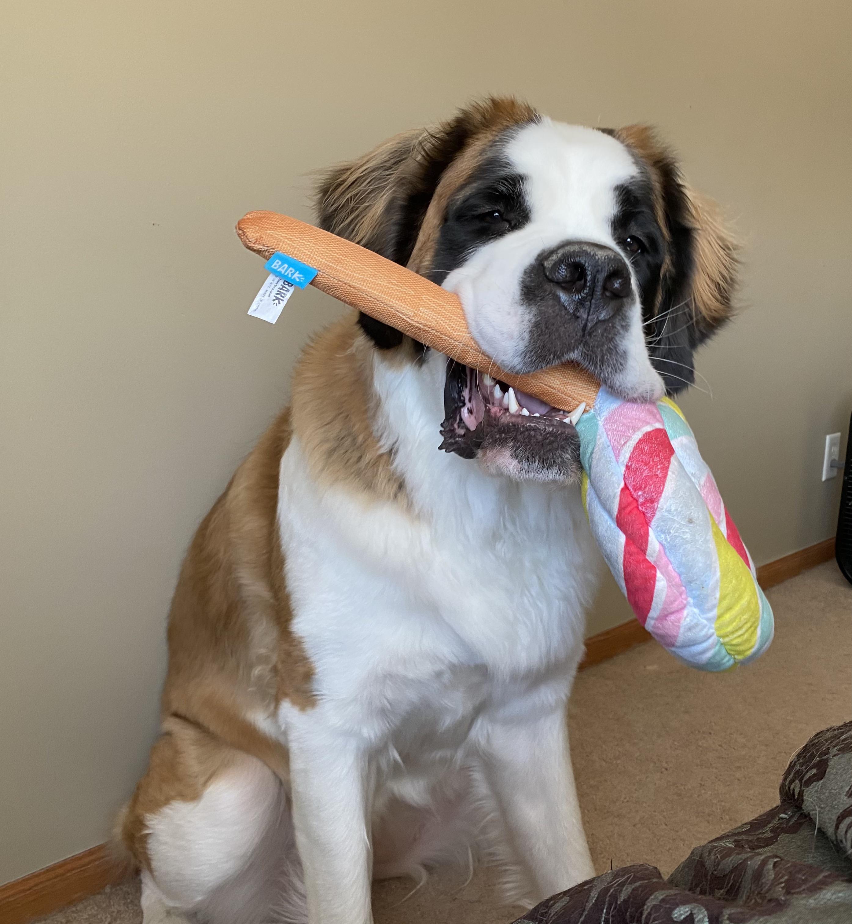 This is my dog, Winnie. | Scrolller