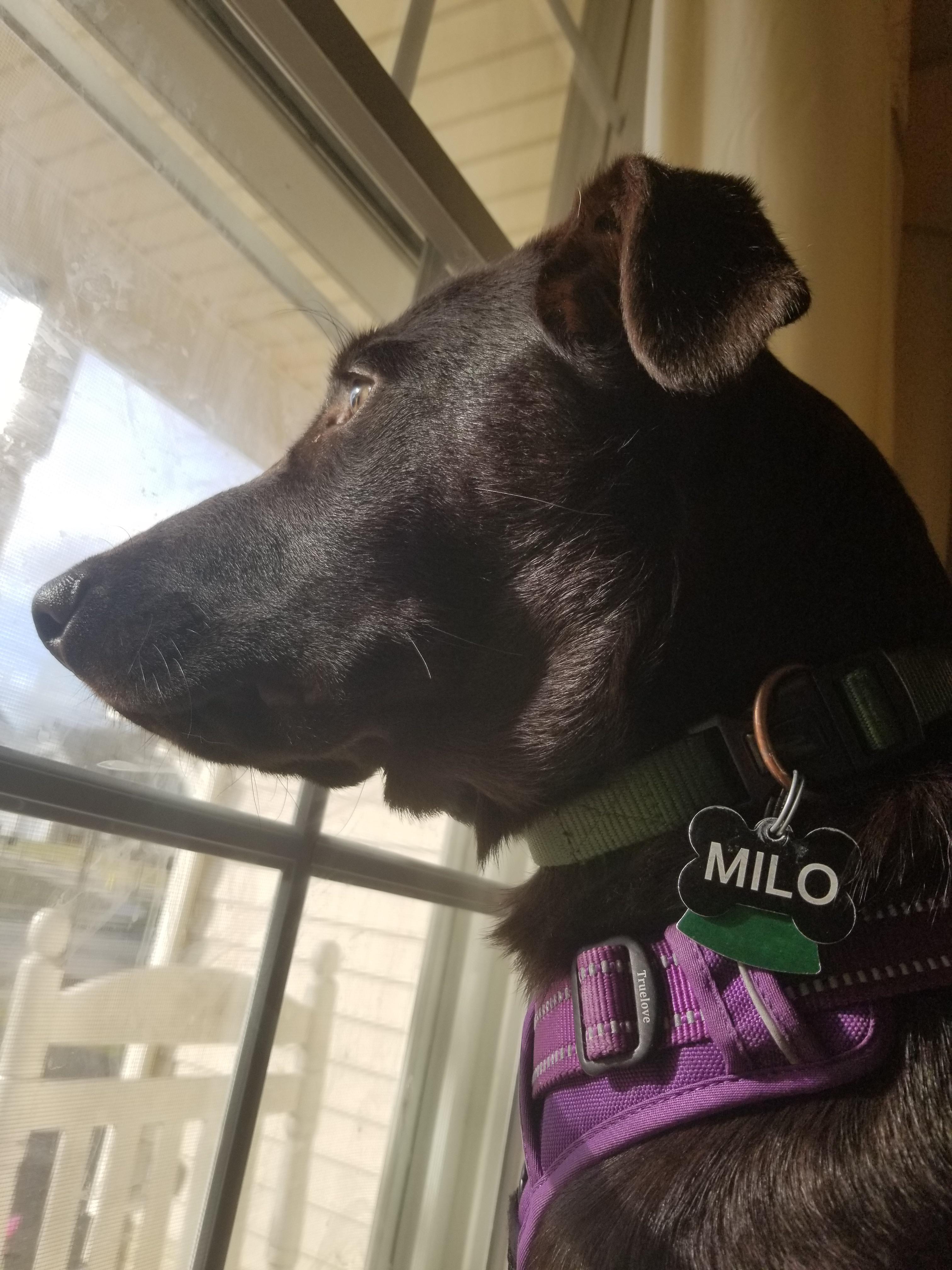 This is my favorite photo of my chocolate lab | Scrolller