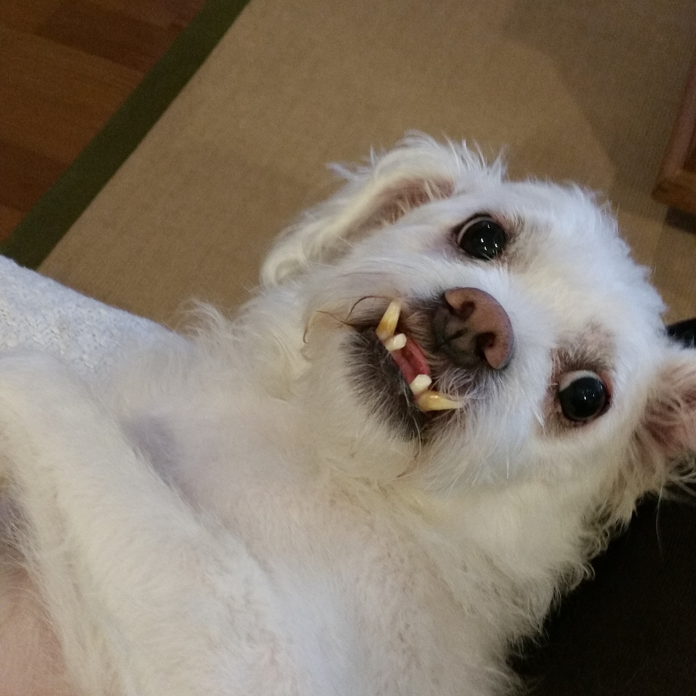 This is my parent's dog, Snaggletooth | Scrolller