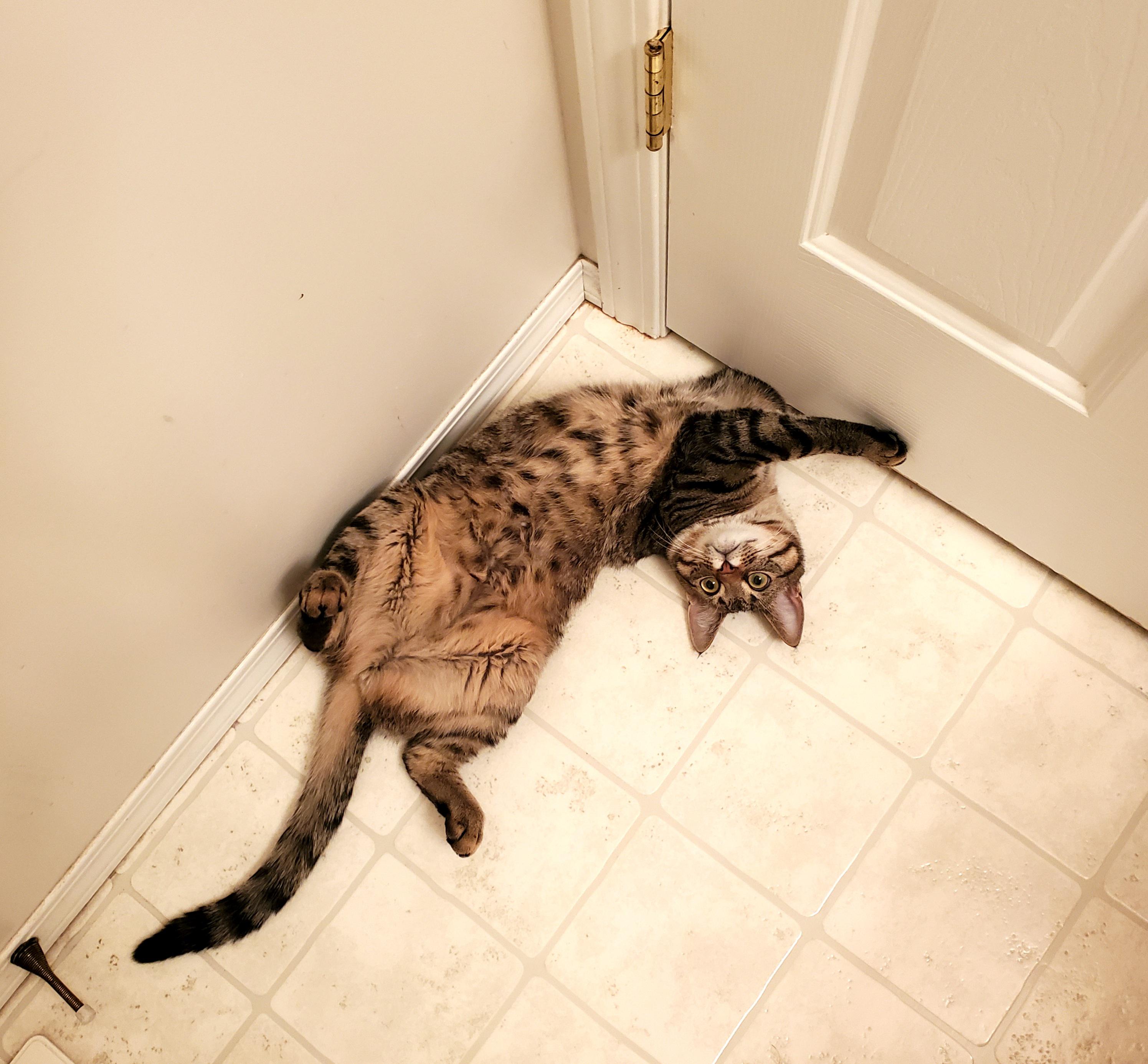 This is my spotty belly dork | Scrolller