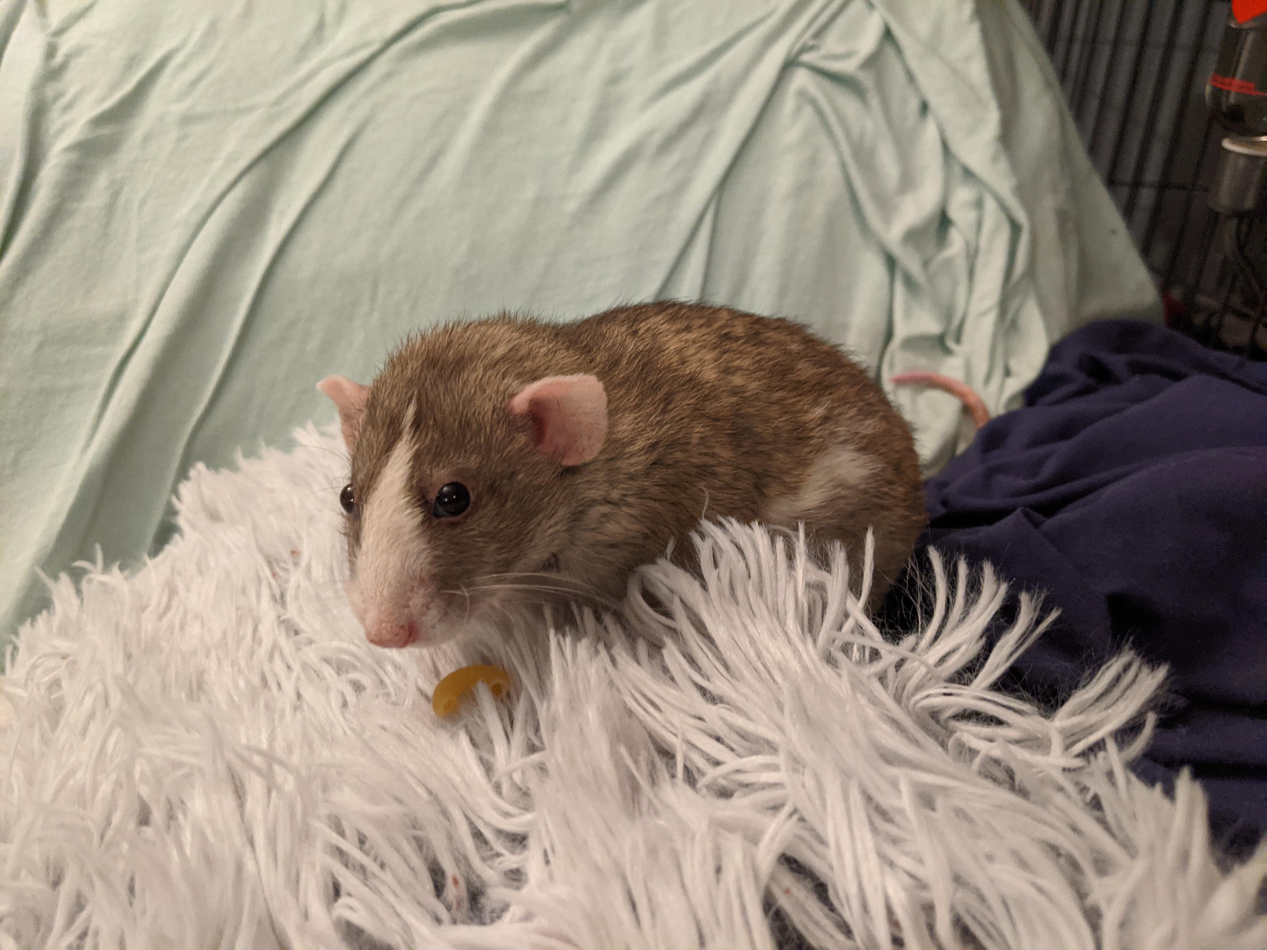 This is not a peanut. | Scrolller