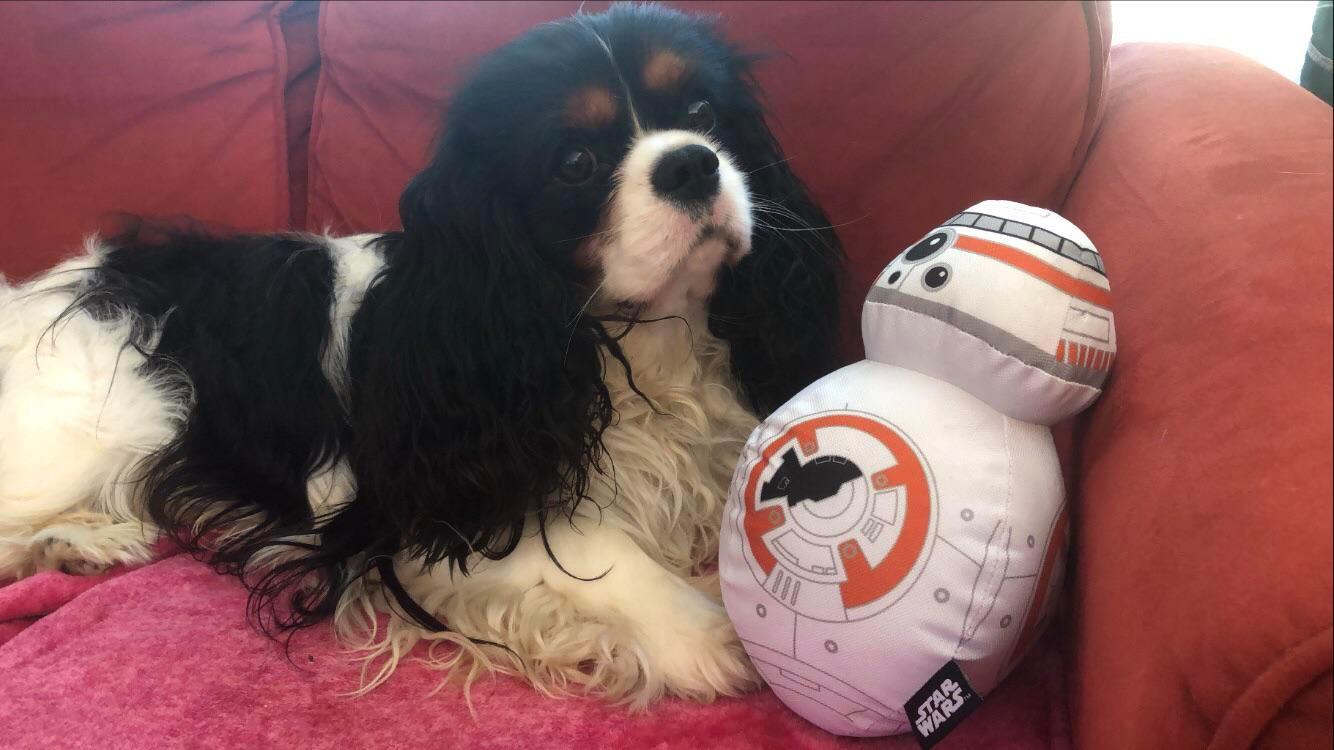 This is Obi with his new bestie BB-8 💫 | Scrolller