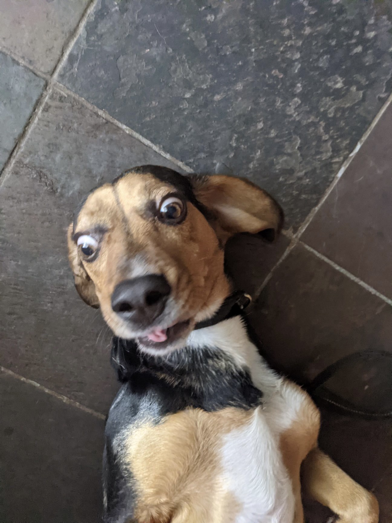 This is our dog | Scrolller