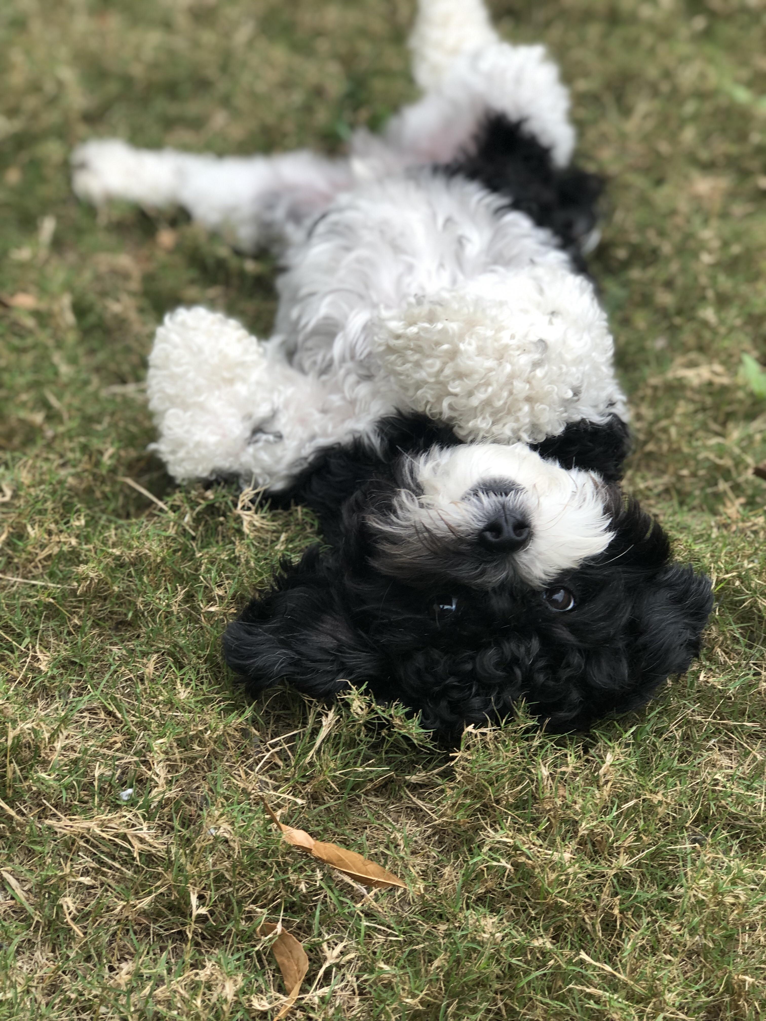 This is Po | Scrolller