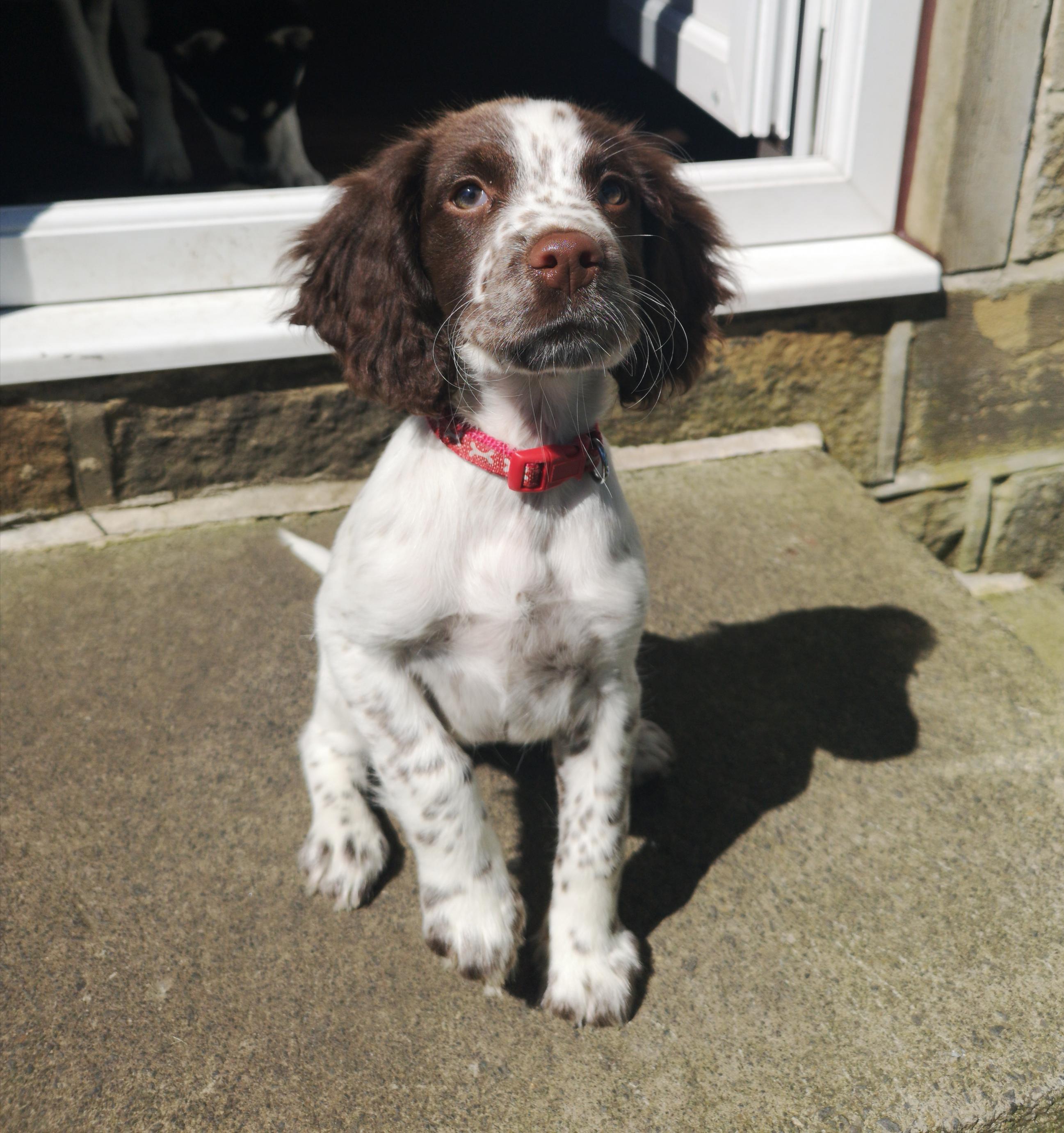 This is Ripley, my first springer | Scrolller