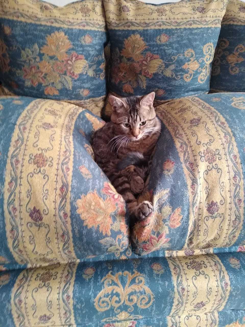 This is Romano. He's comfy though. | Scrolller