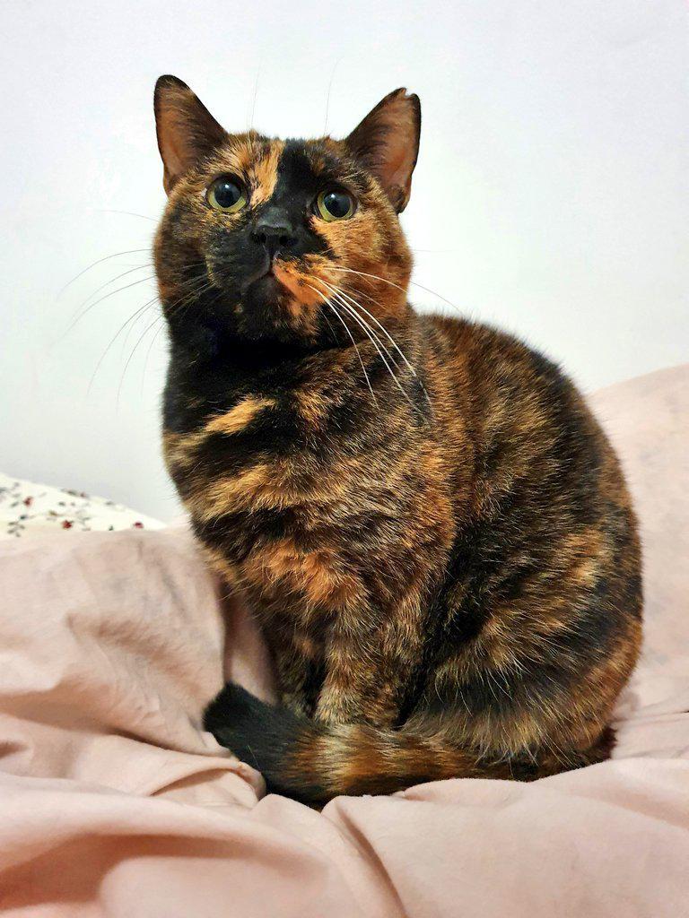 This is Salsa. She goes "🥺". | Scrolller