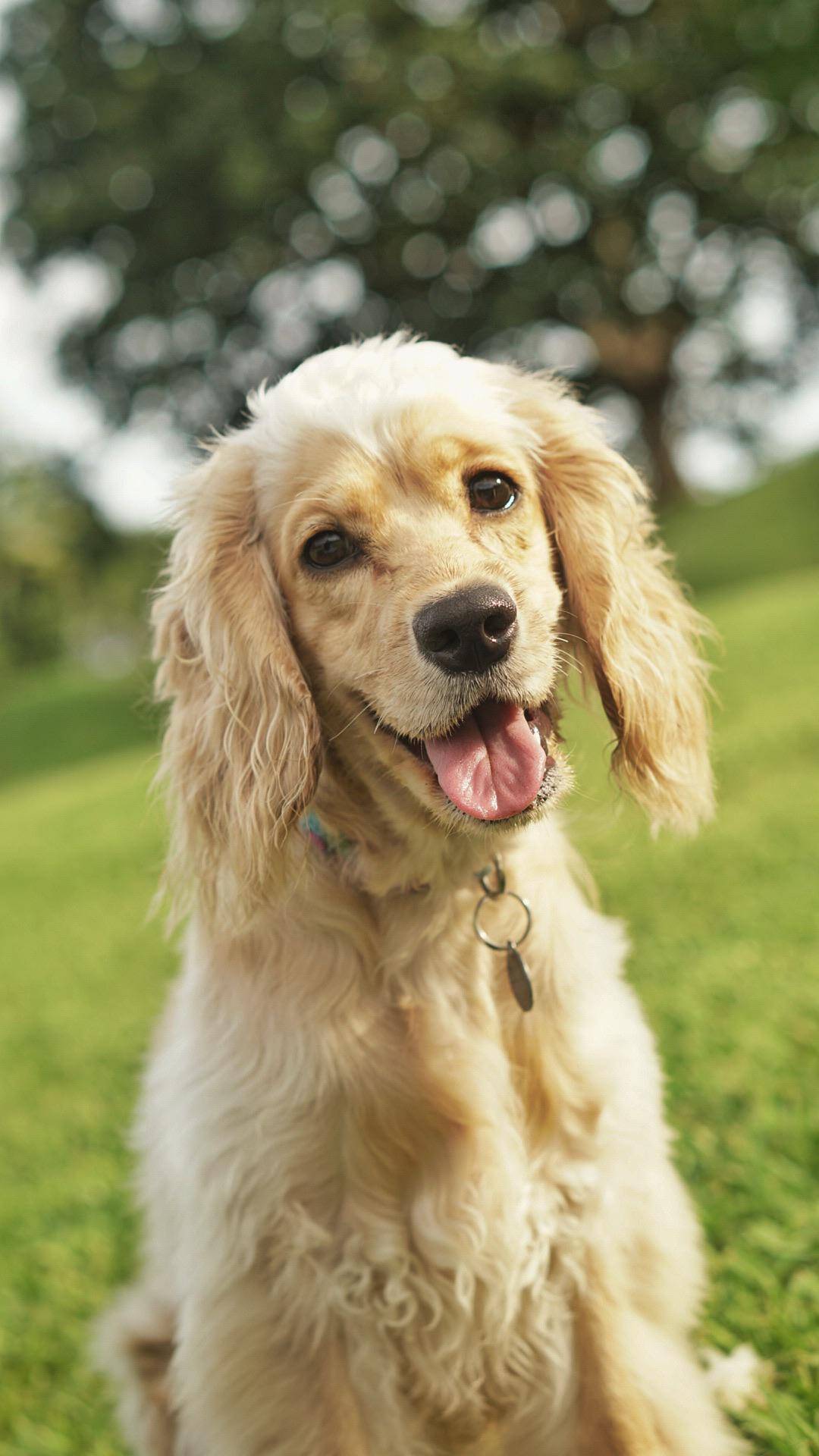 This is Stella! | Scrolller