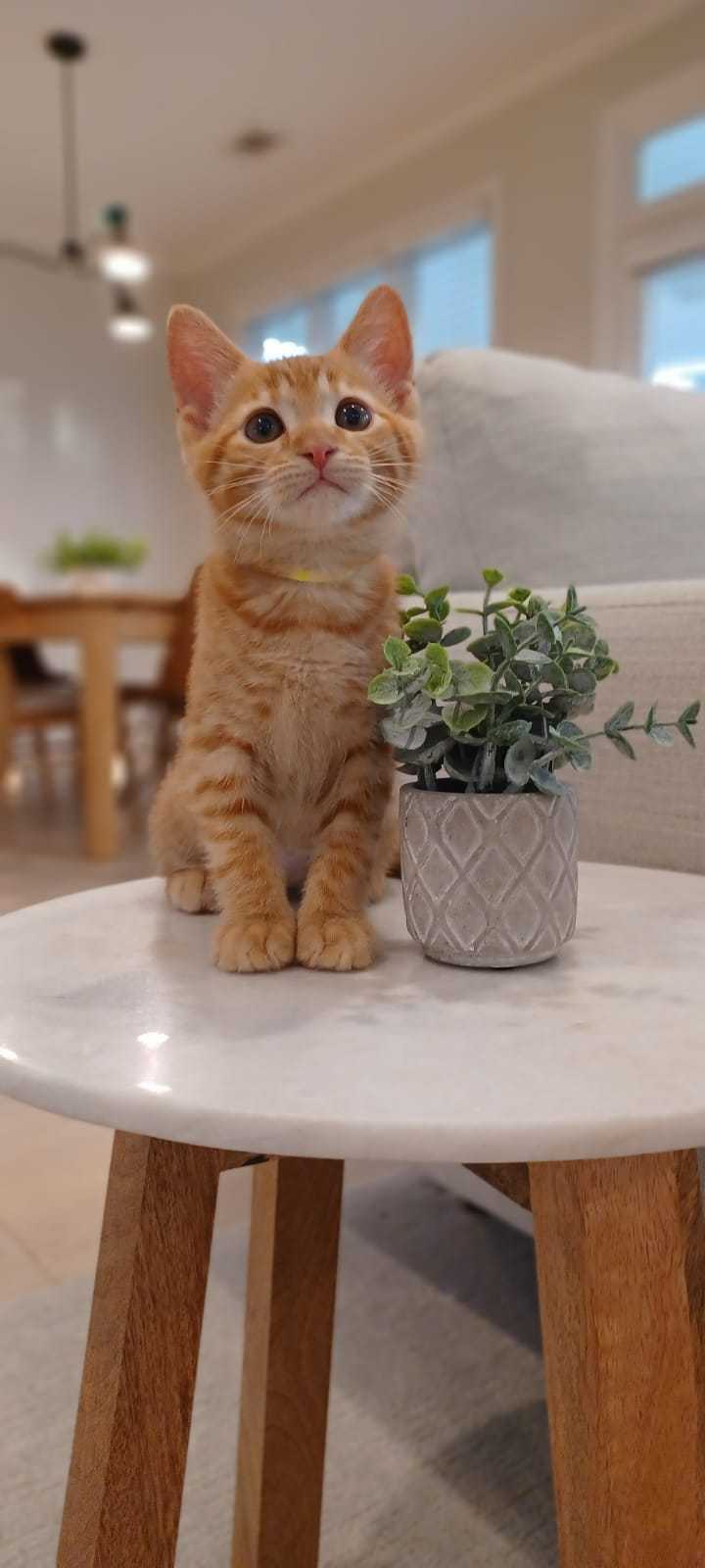 This is the picture that got him adopted | Scrolller