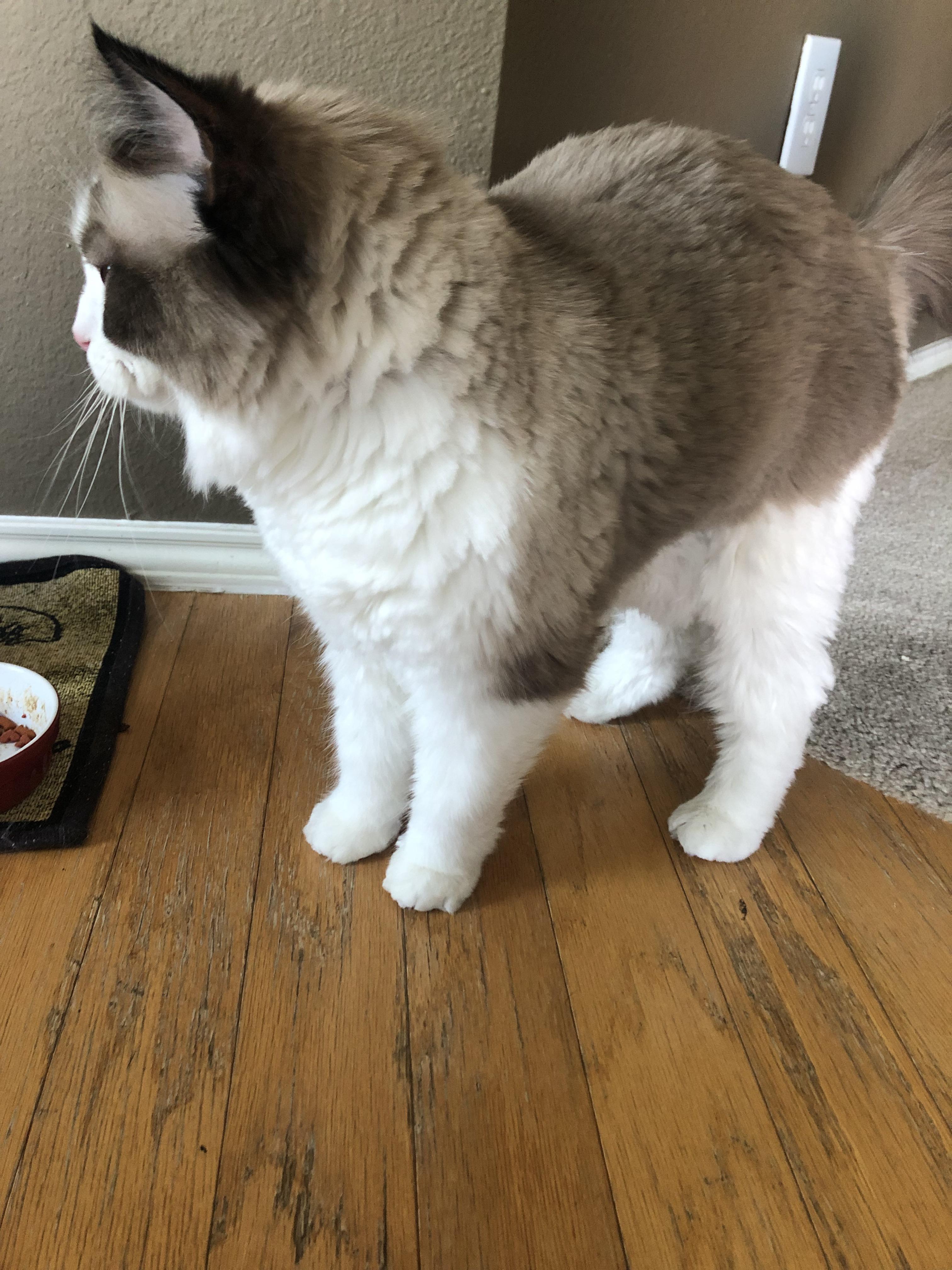 This is Theodore with his new haircut! Seal point Ragdoll. | Scrolller
