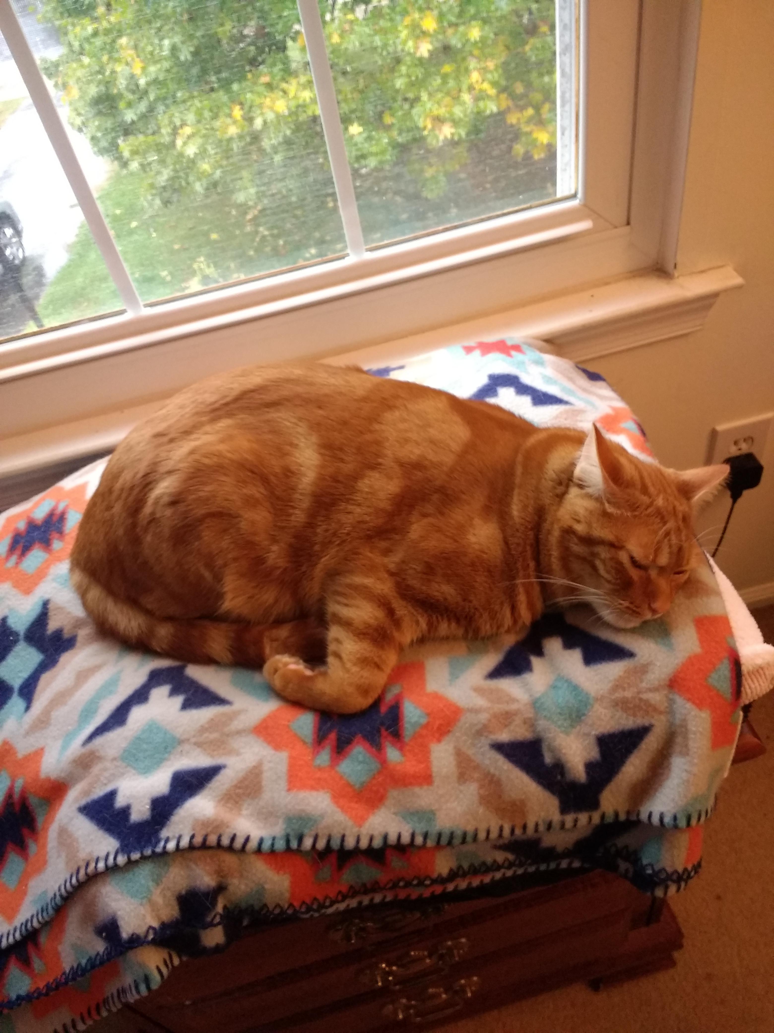 This is Toby's galloping while resting pose. | Scrolller