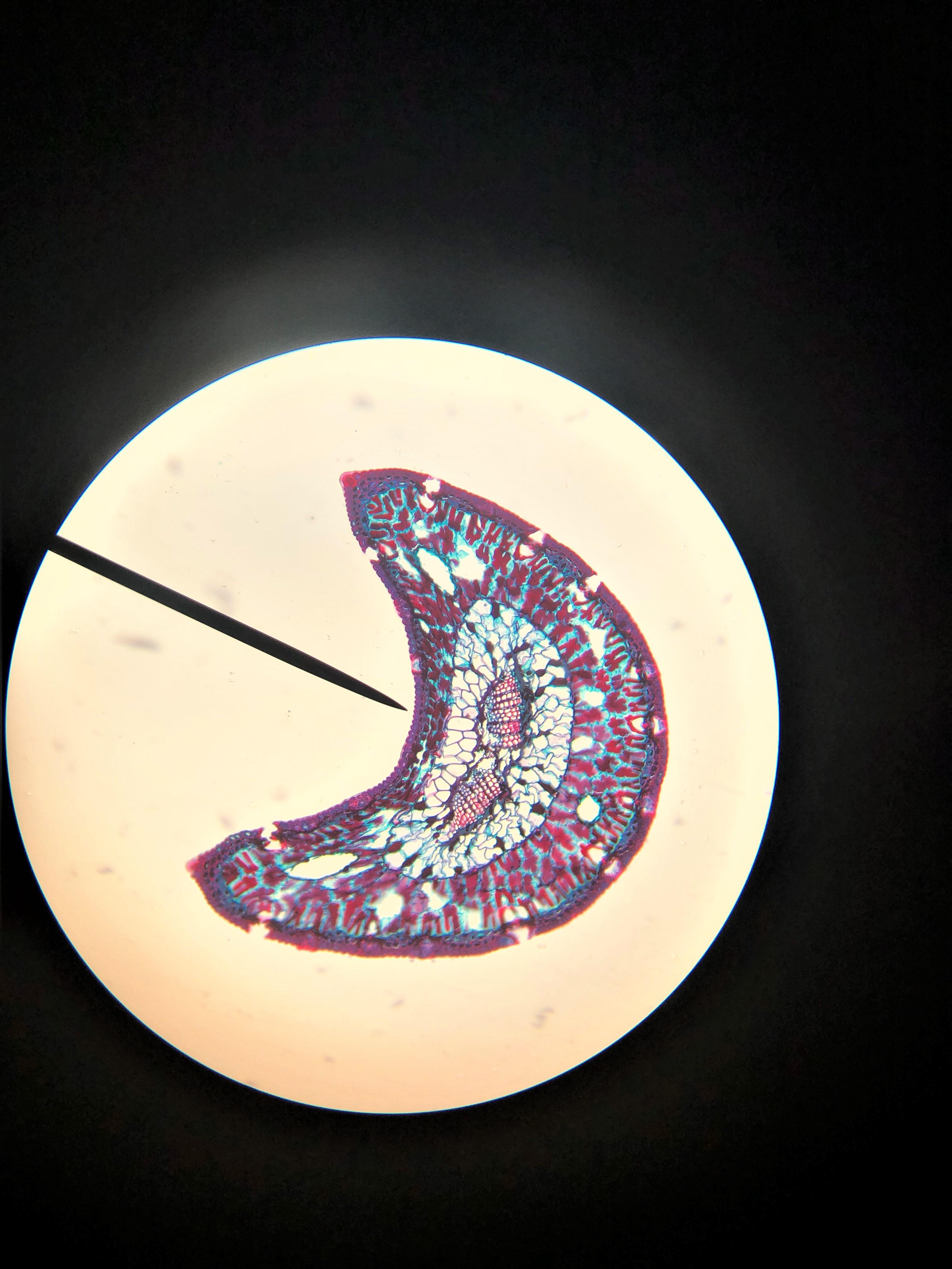 This is what a cross section of a pine tree needle looks like (photo taken through my microscope ...