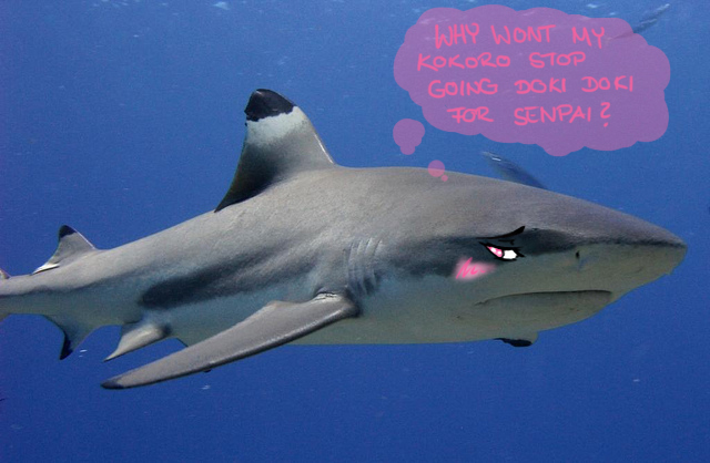 This is your fault, senpai! | Scrolller