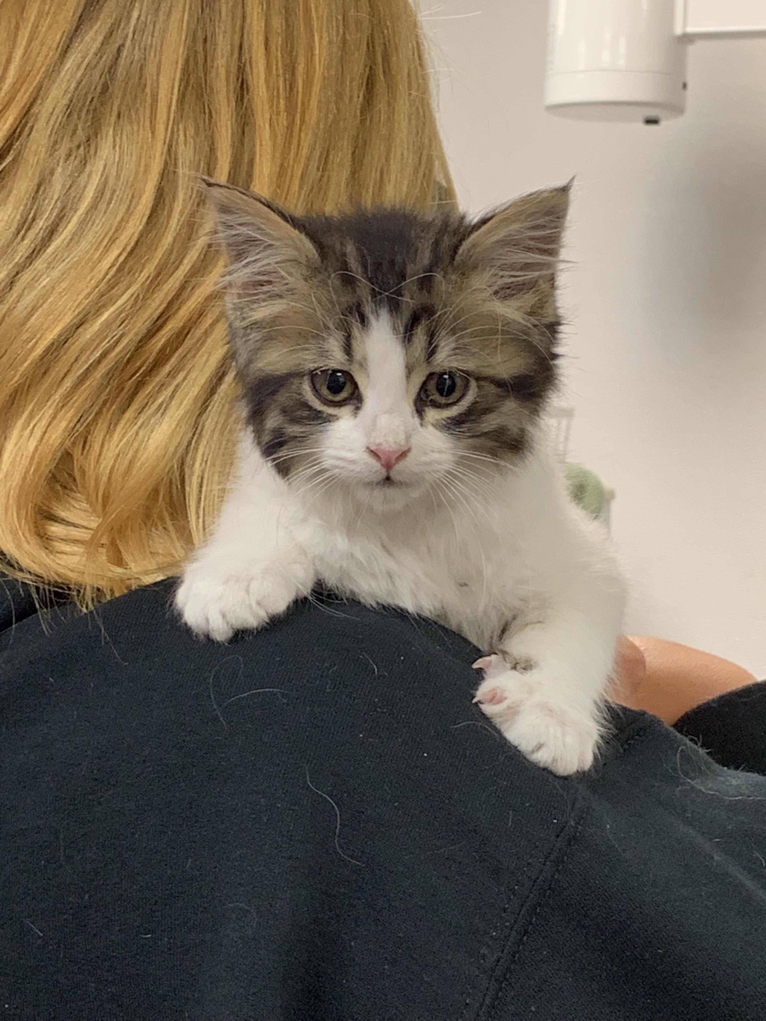 This little dude is joining our family tomorrow. Reddit, we’d like you to meet Logan. | Scrolller