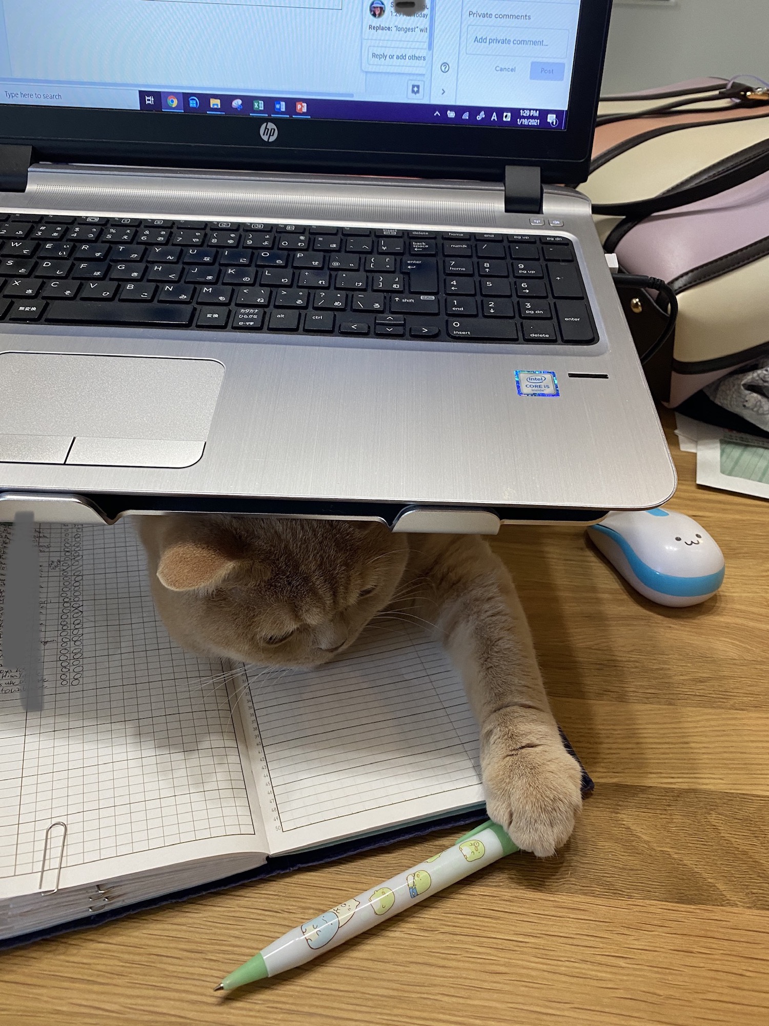 This little jerk will stop at nothing in his quest for my pen | Scrolller