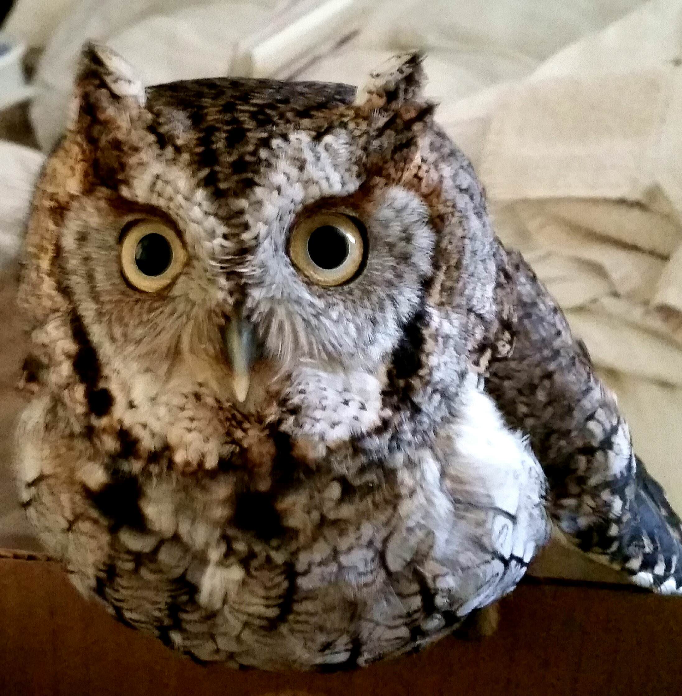 This little owl was starving and cold. She'll be going to a raptor rehab for the winter. | Scrolller
