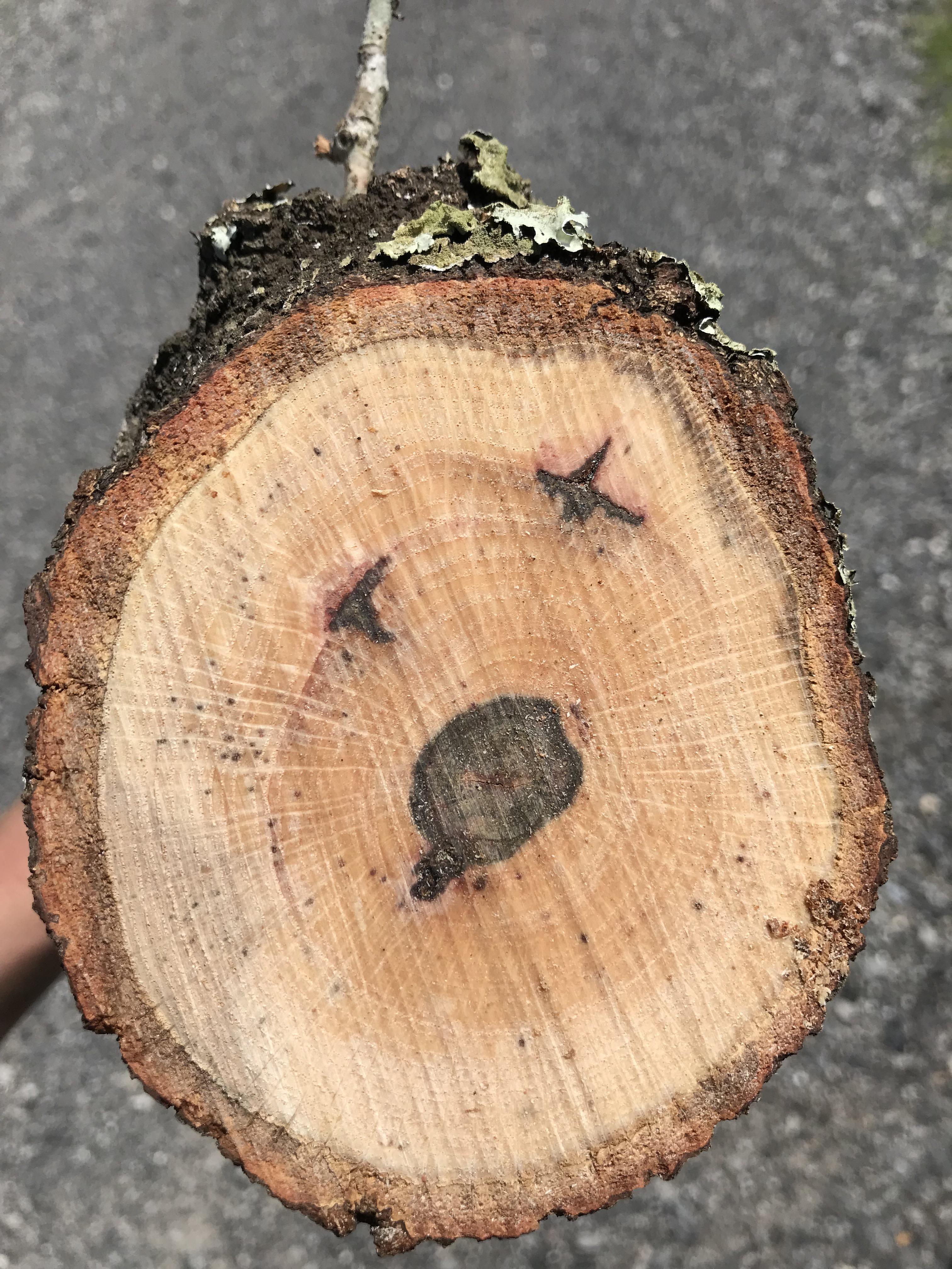 This log looks sad | Scrolller