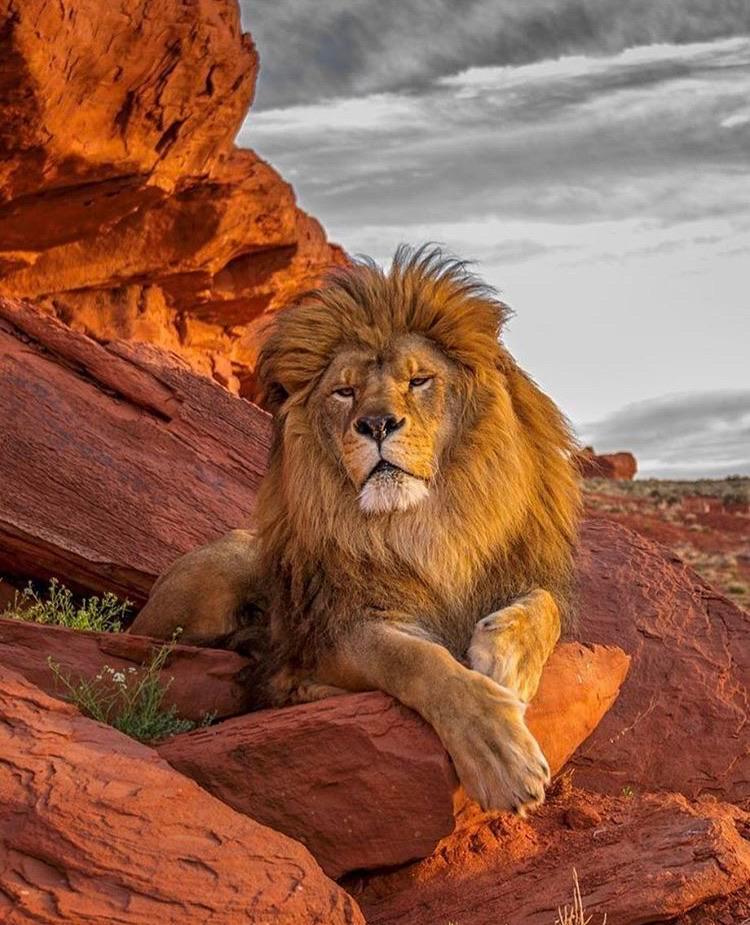 This majestic male Lion looks like the real life version of Simba on Pride Rock. | Scrolller