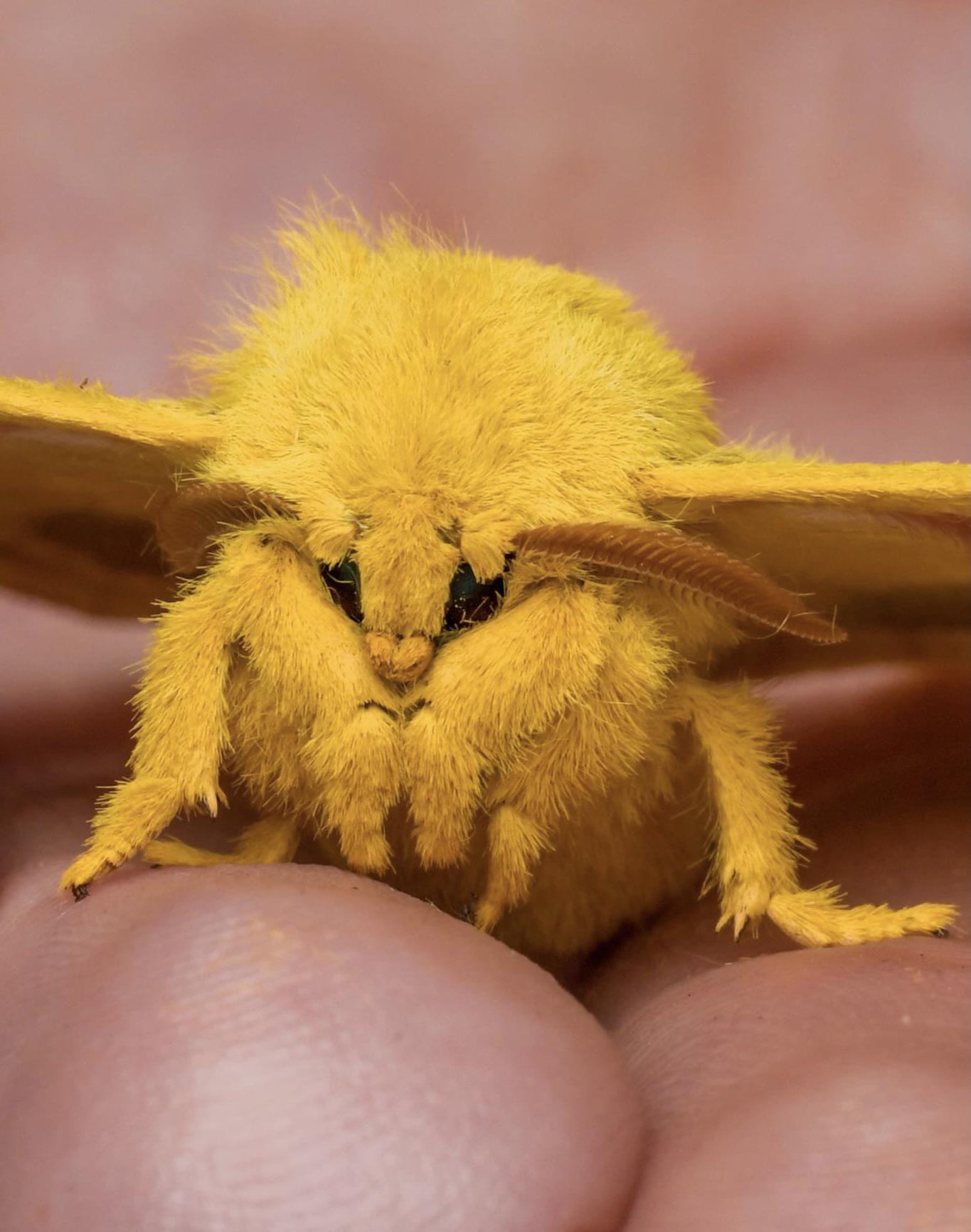 🔥 This male Io Moth 🔥 | Scrolller