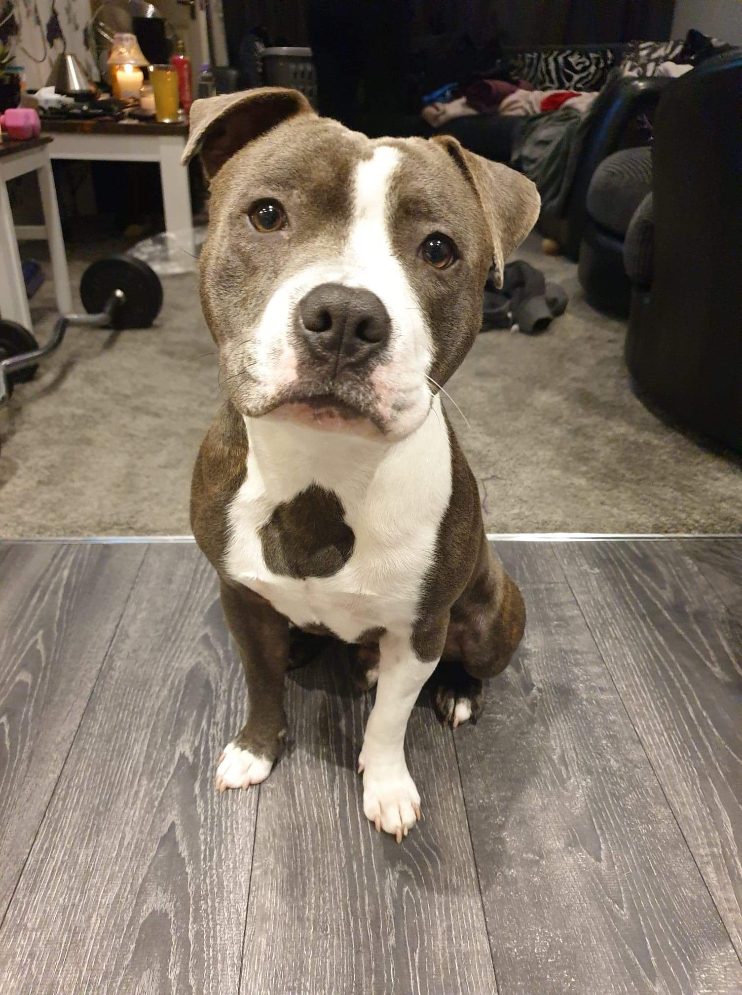 This our handsome boy! Reddit meet Boujee | Scrolller