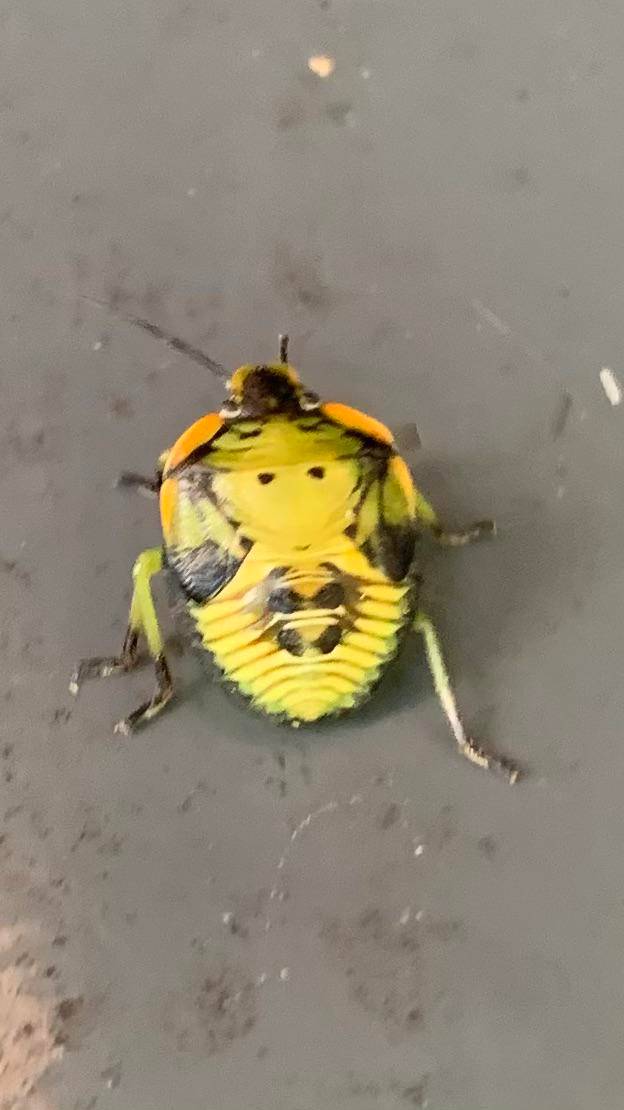This stink bug with multiple “faces” on its back. Even some apparent googly eyes near its head ...