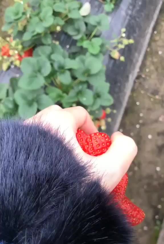 This Strawberry | Scrolller