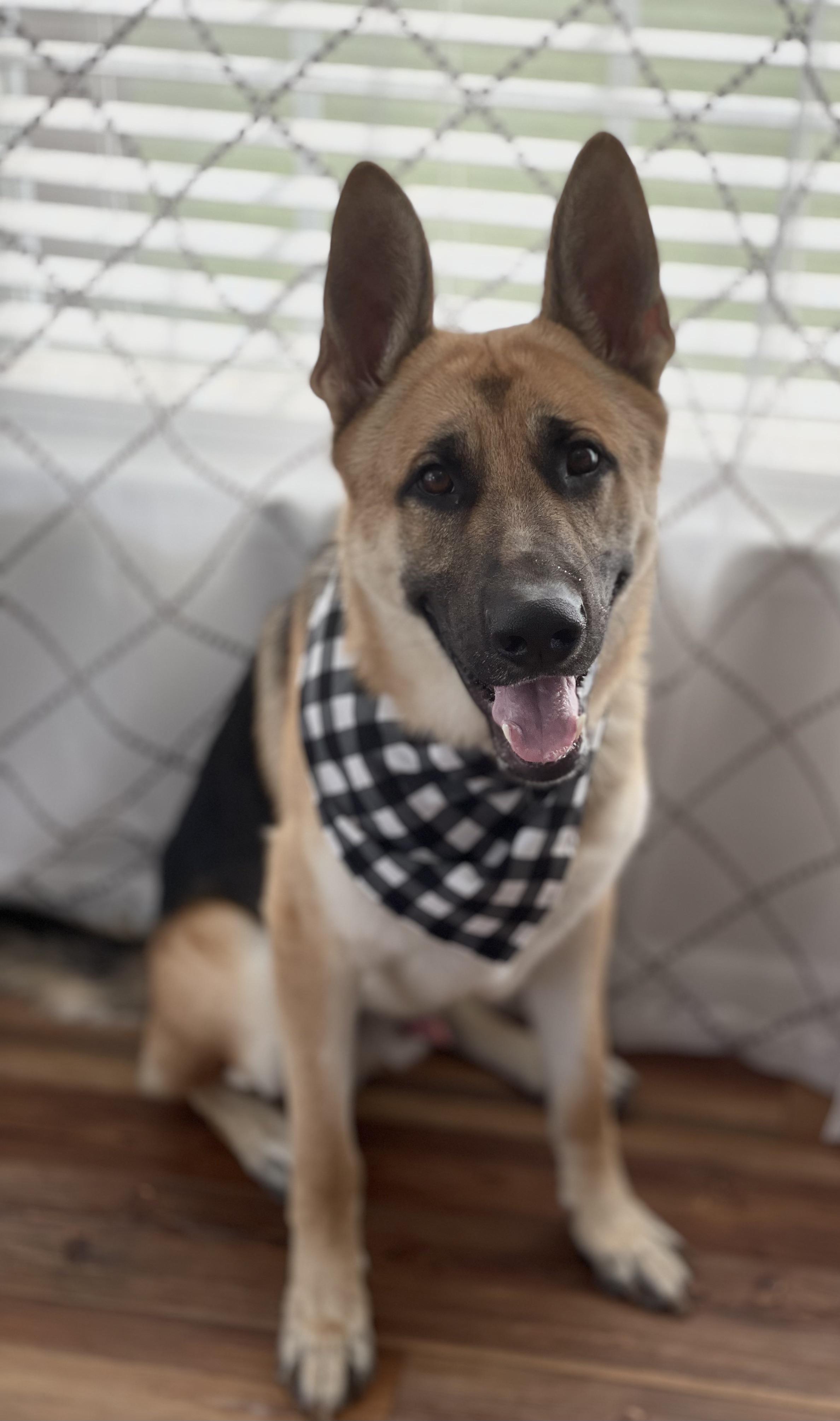 This sweet boy is ONE years old today. ♥️♥️♥️ HAPPY BIRTHDAY BLUE ...