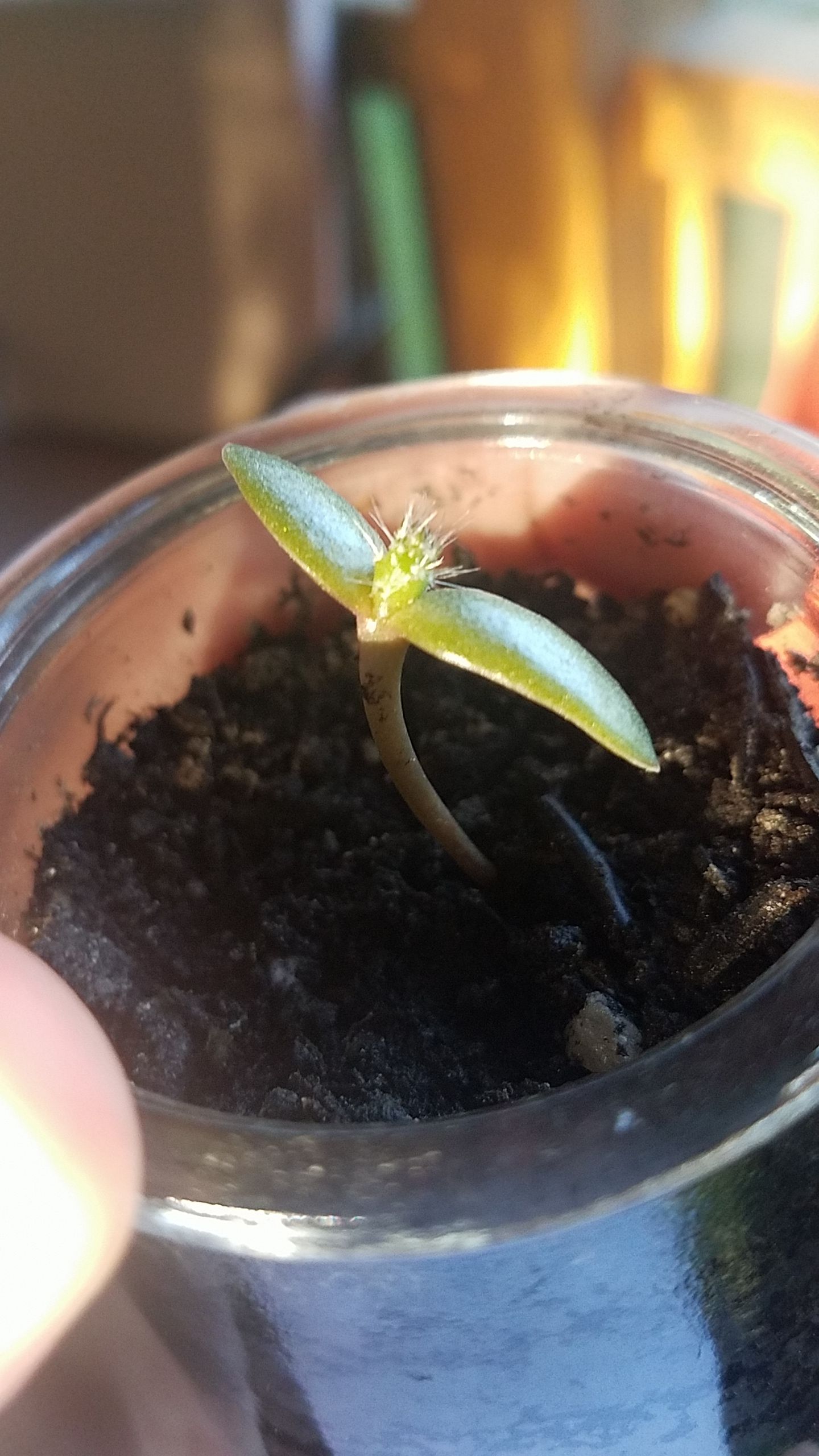 This tiny prickly pear seedling I grew. | Scrolller
