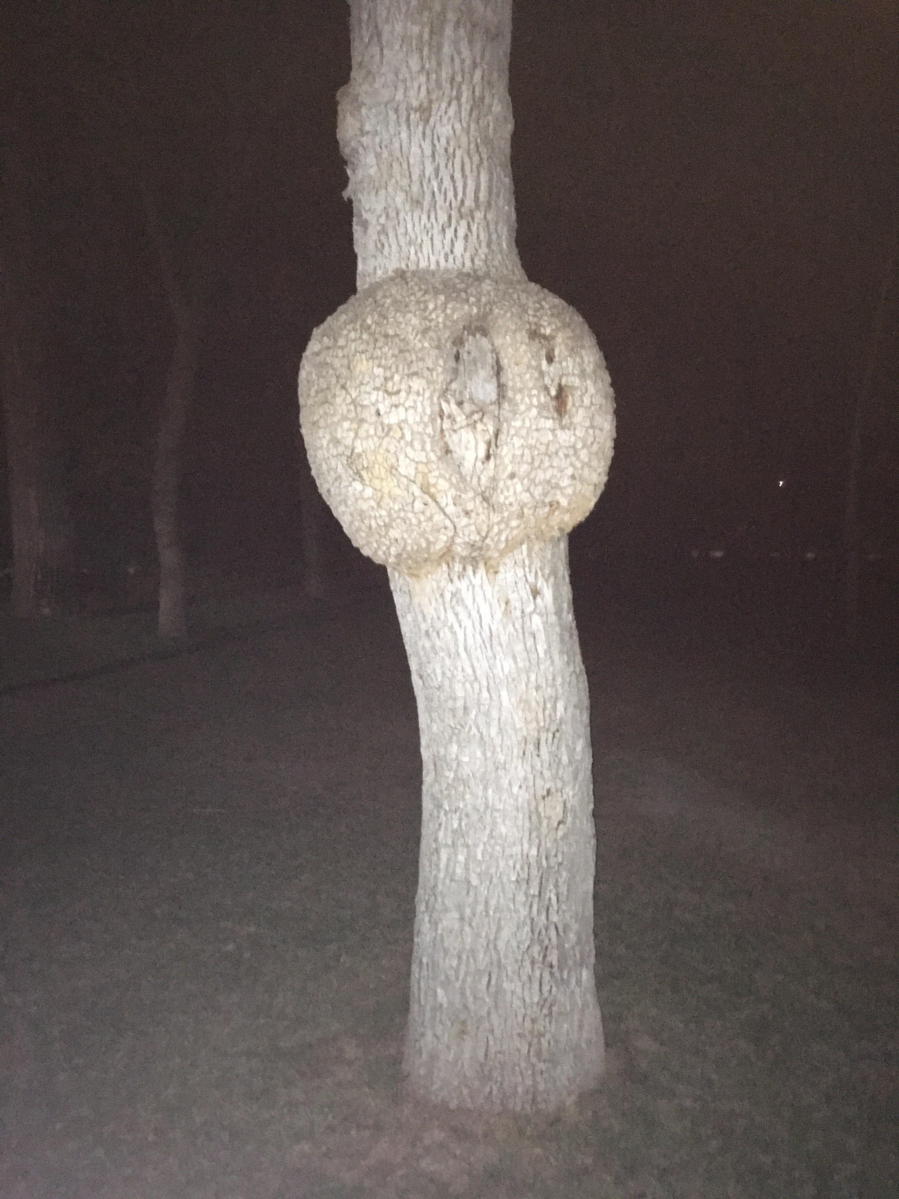 This tree | Scrolller