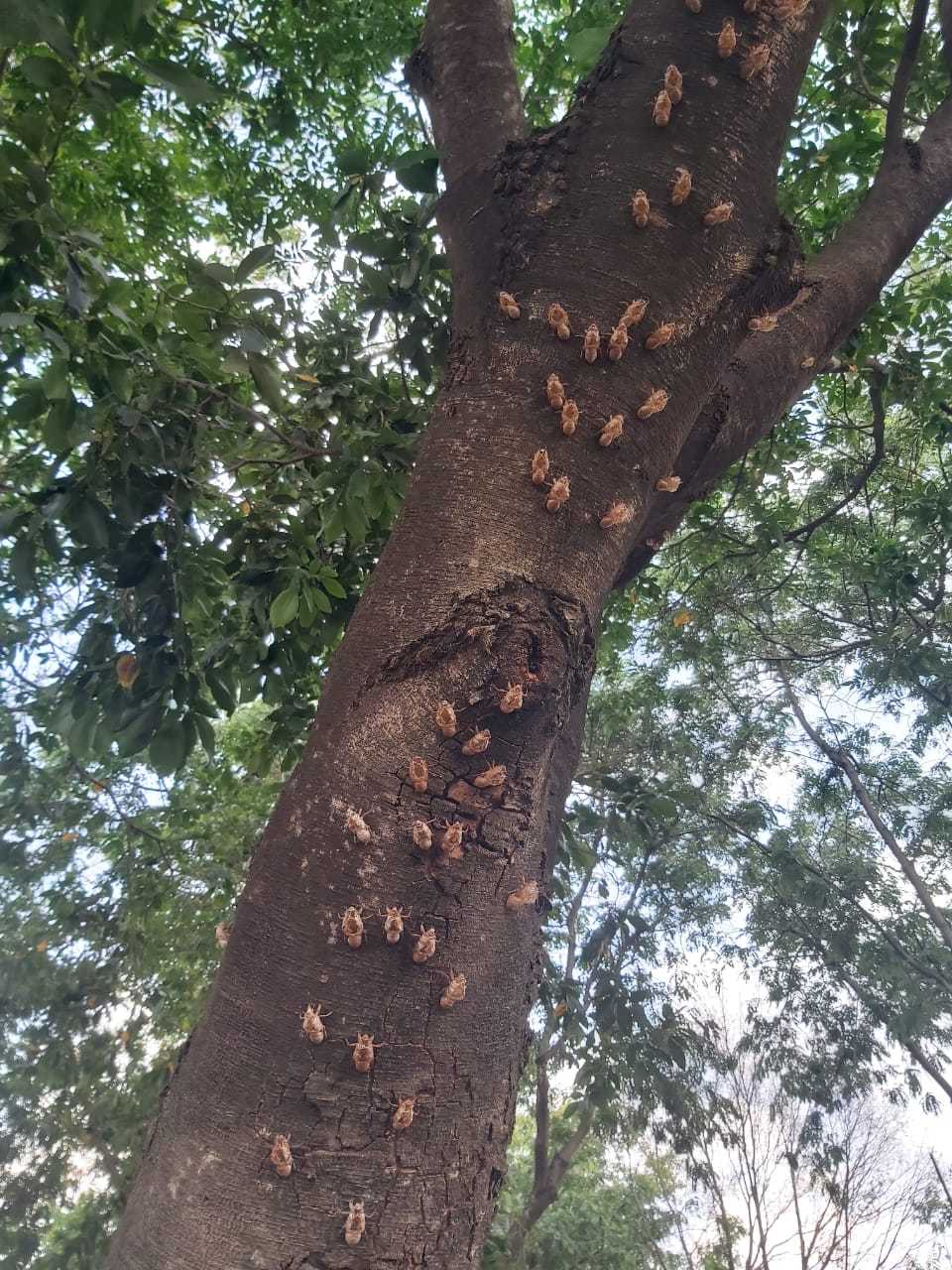 This tree covered with cicada exoskeletons | Scrolller