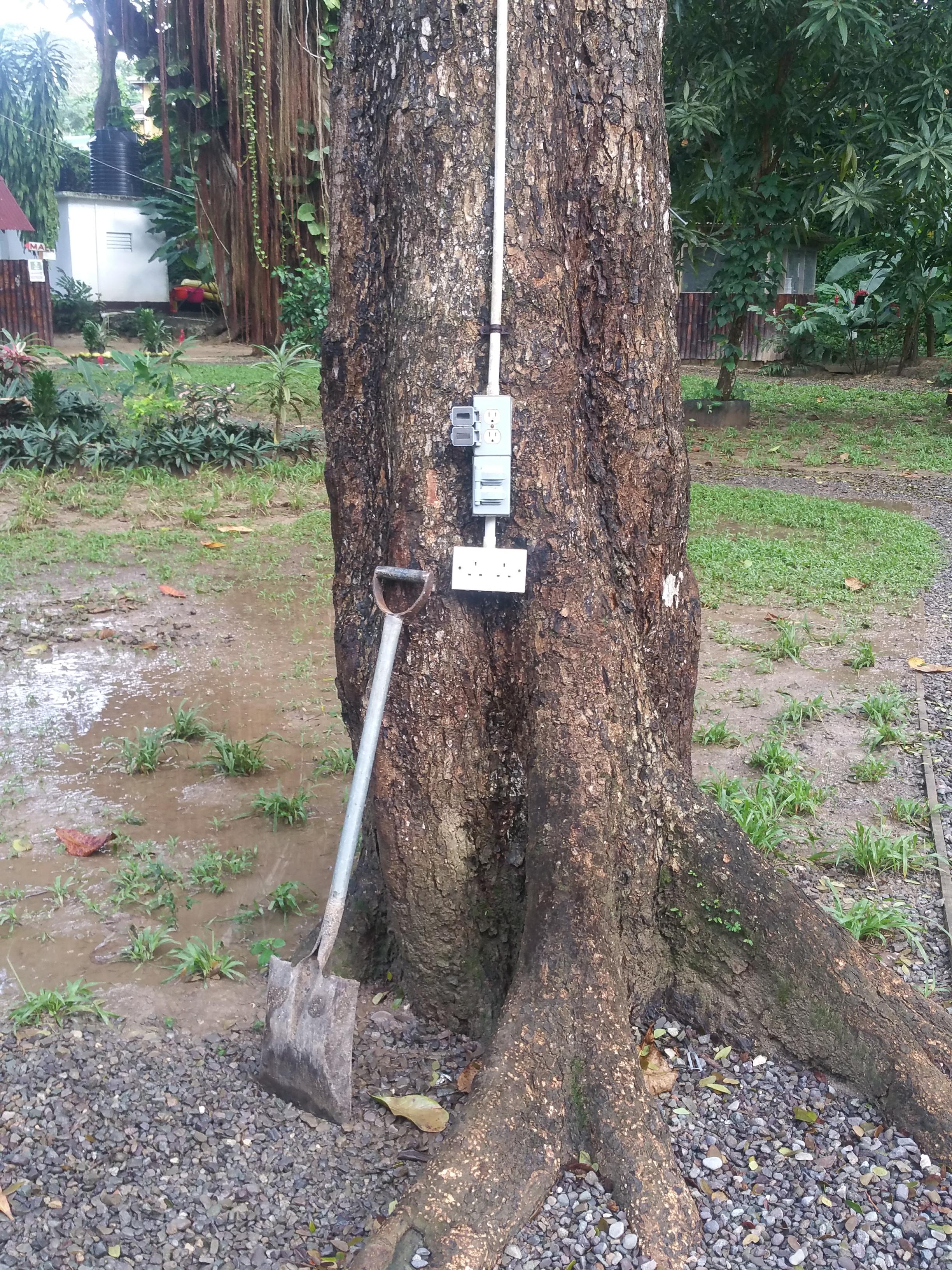This tree in Jamaica accepts two different outlets. | Scrolller