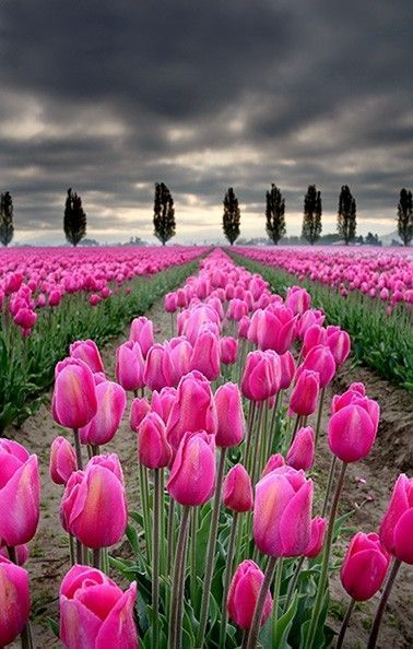 This tulip flower garden is absolutely stunning. They are so colorful and beautiful ! | Scrolller
