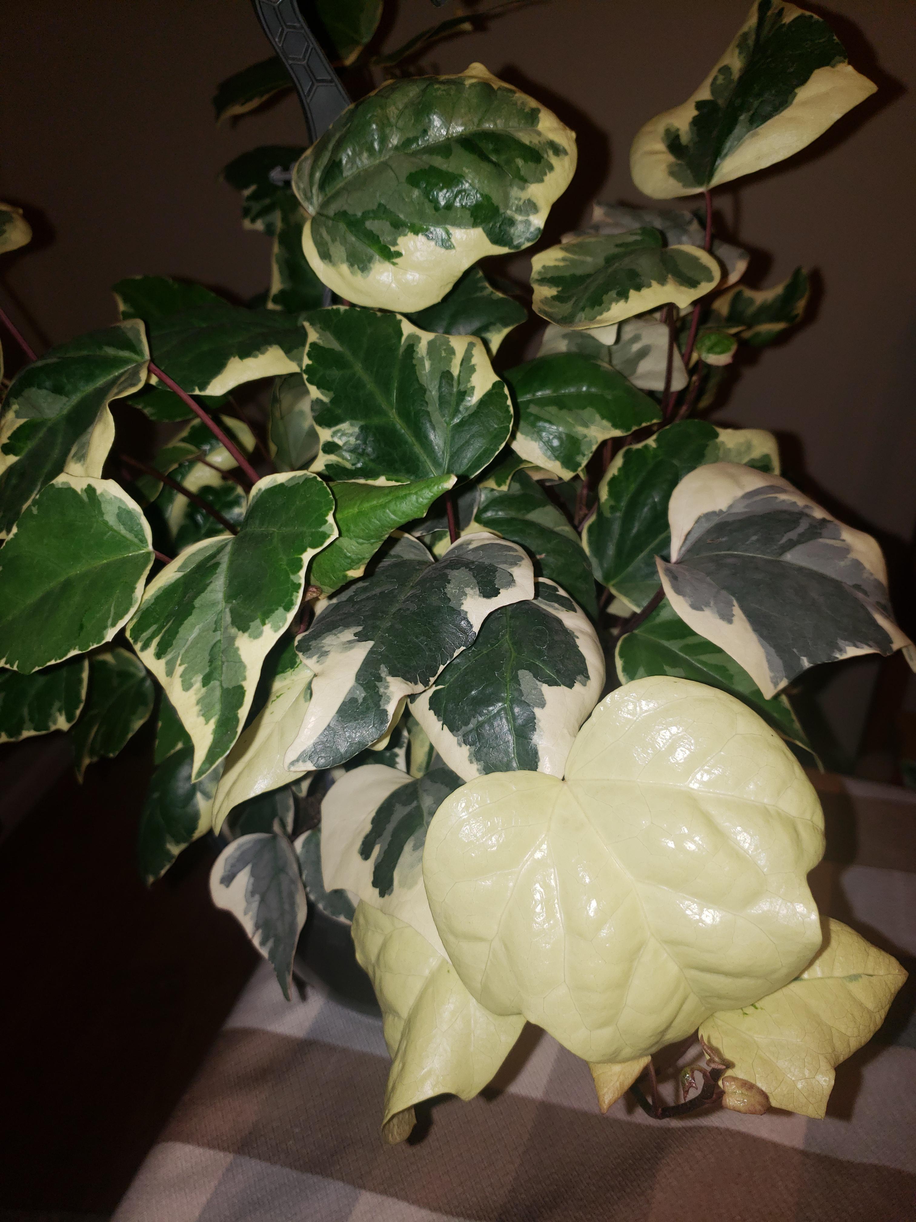 This variegated ivy! | Scrolller