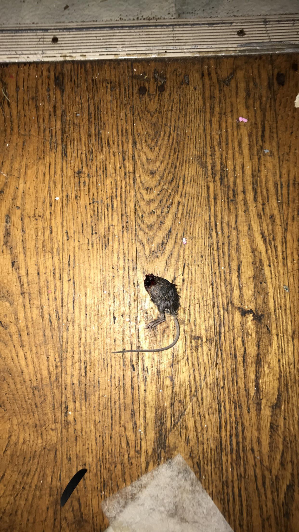 this was a mouse one of my cats decapitated, the photo is old. | Scrolller
