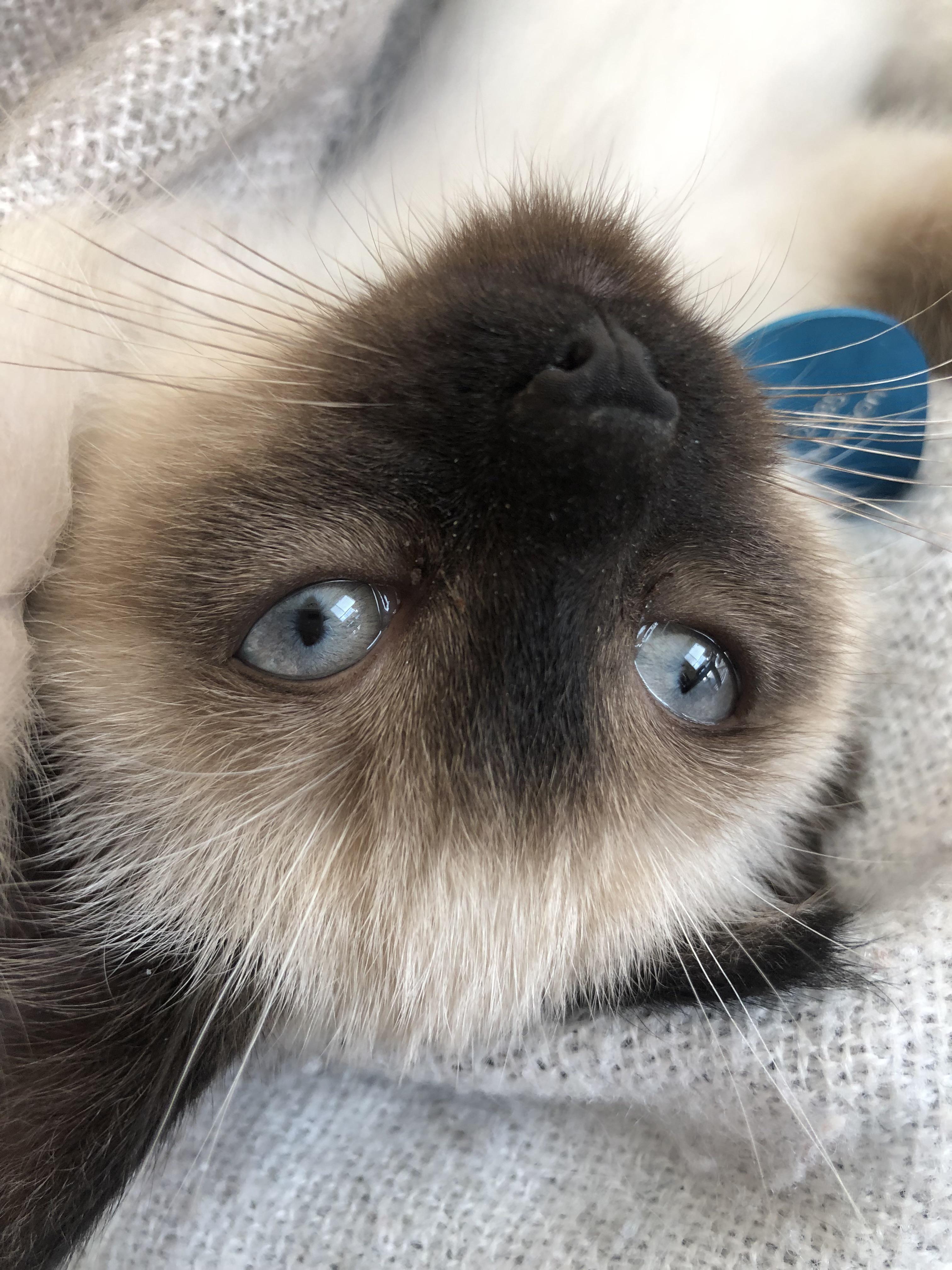 This was supposed to be a “look how cute picture” of my new kitten. | Scrolller