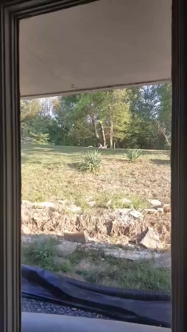 🔥 This wild skunk befriended a playful dog 🔥 | Scrolller