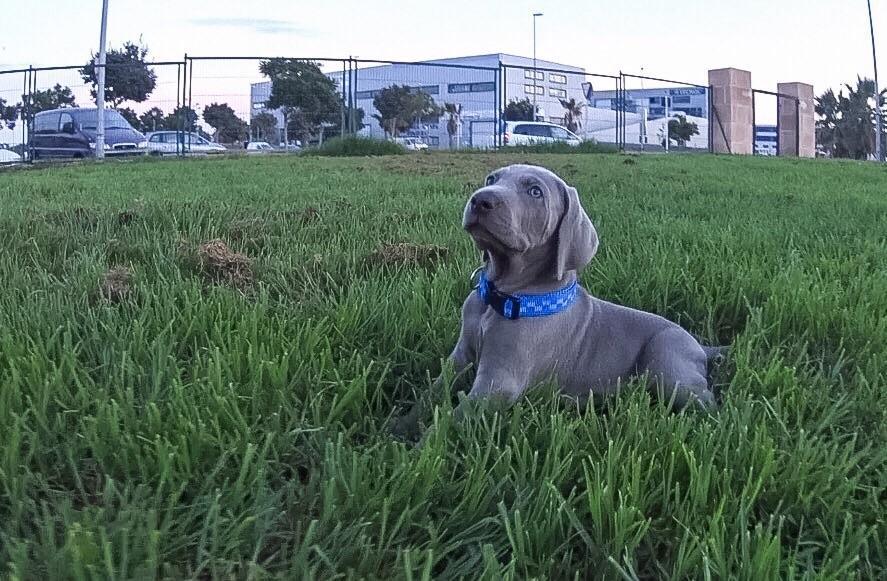 Thor experiencing a grass field for the first time | Scrolller