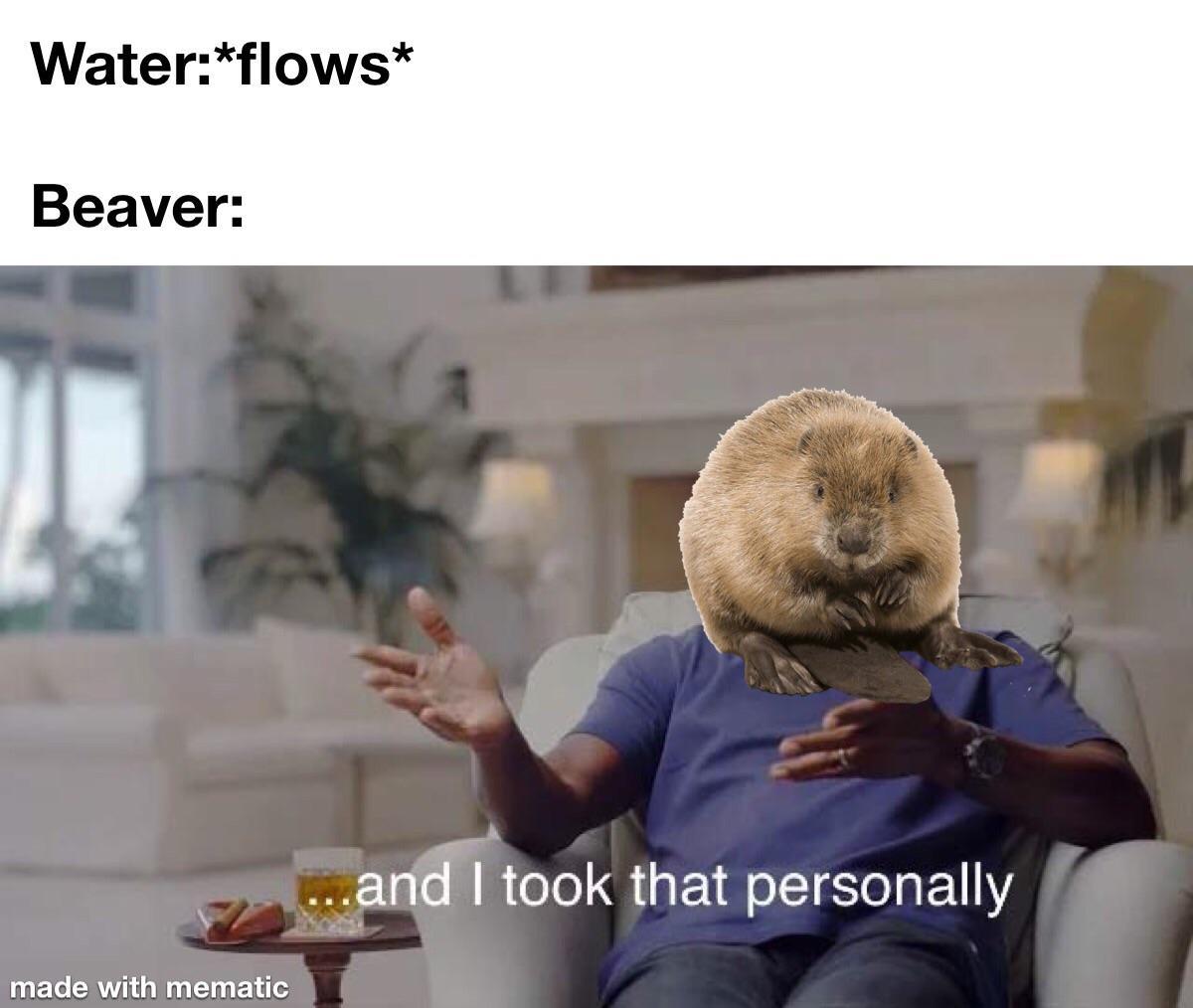 Those dam beavers! | Scrolller