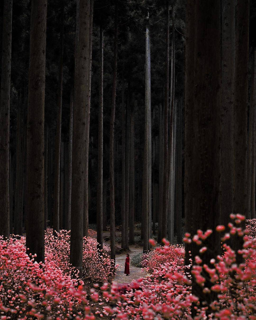 Those trees compared to tiny human | Scrolller