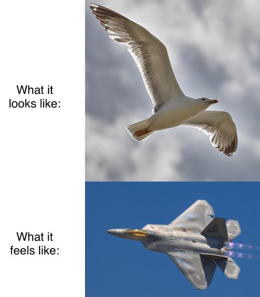 Though they say it's good luck... | Scrolller