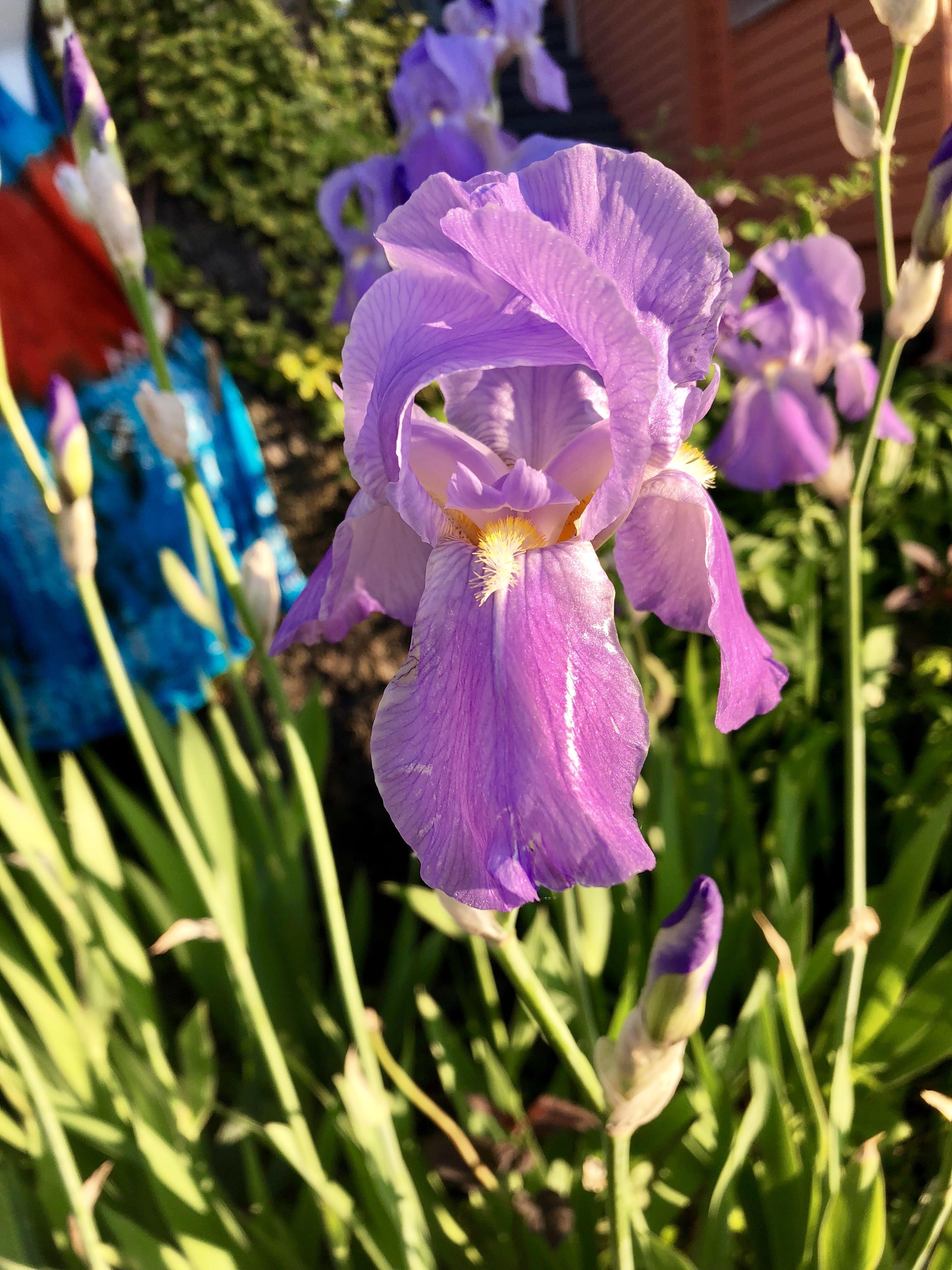 Thought you might like this! Taken Memorial Day 2019 in Woodstock, NY. | Scrolller