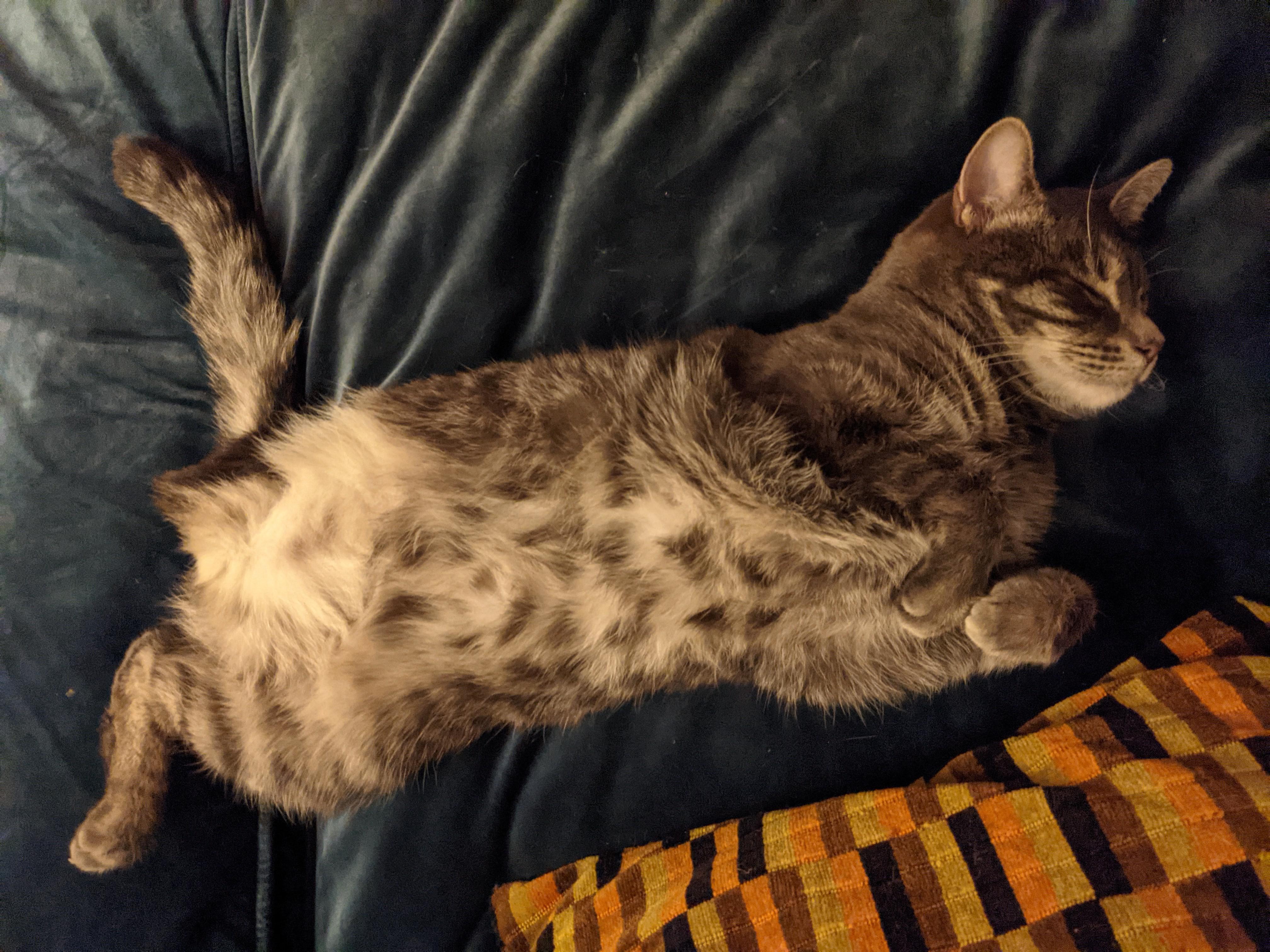 Three legs means more tummy | Scrolller