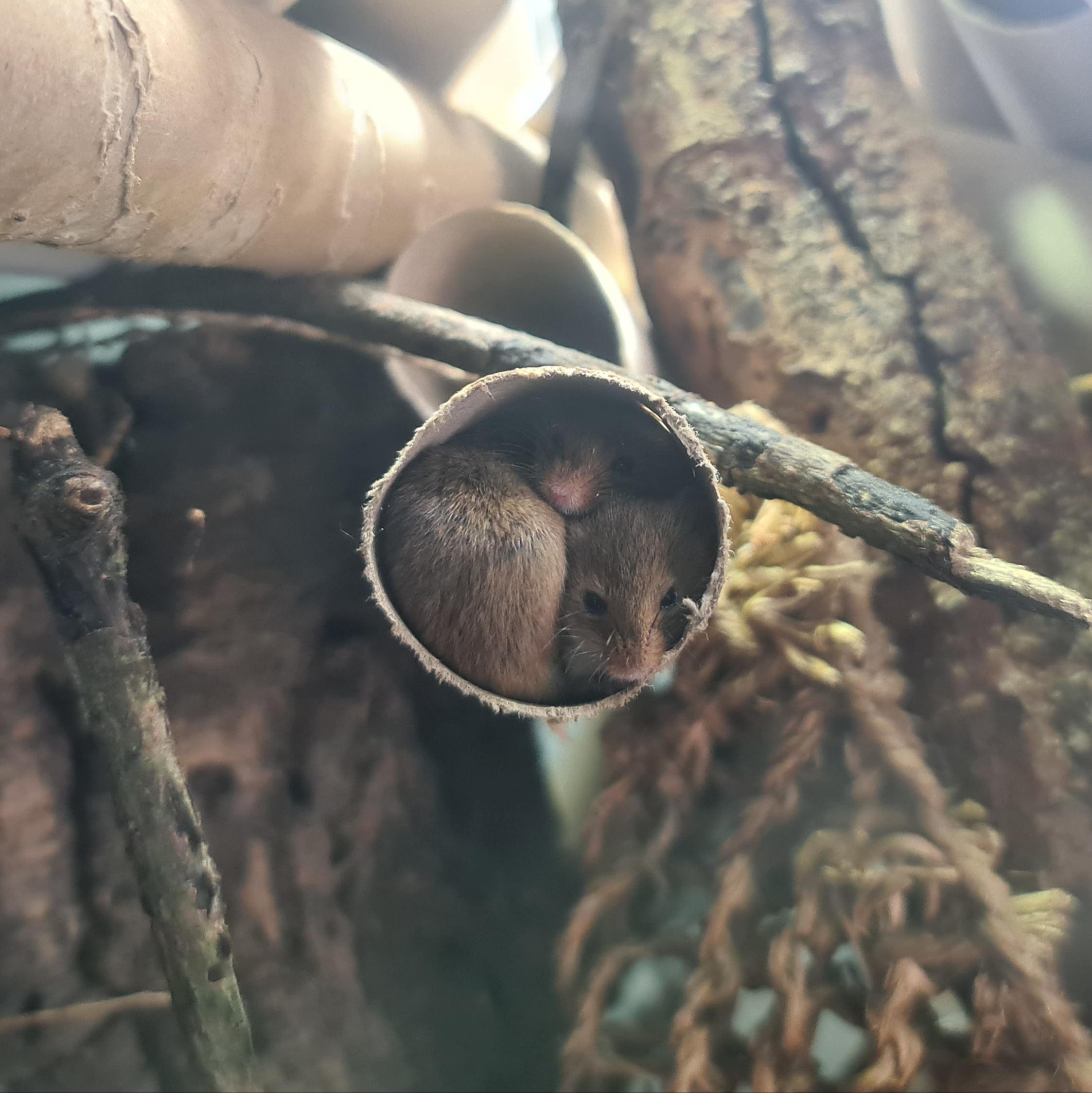 Three very comfy harvest mice | Scrolller