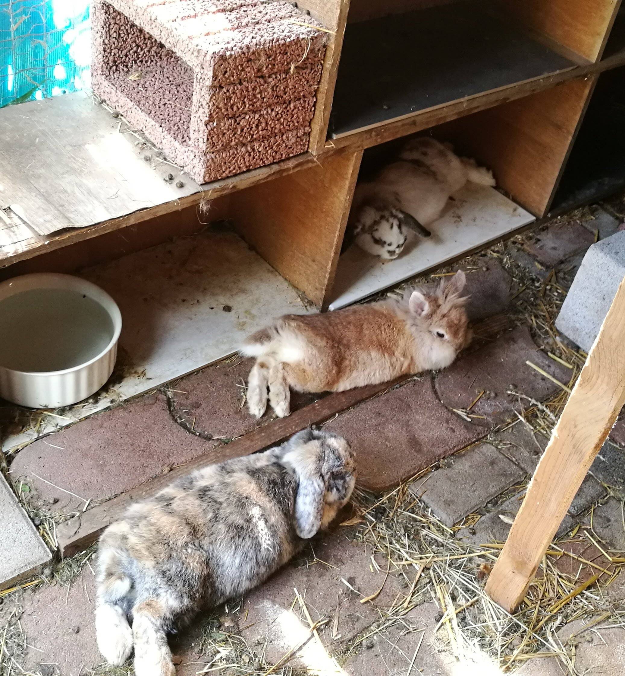 Thrice the bun, thrice the fun | Scrolller