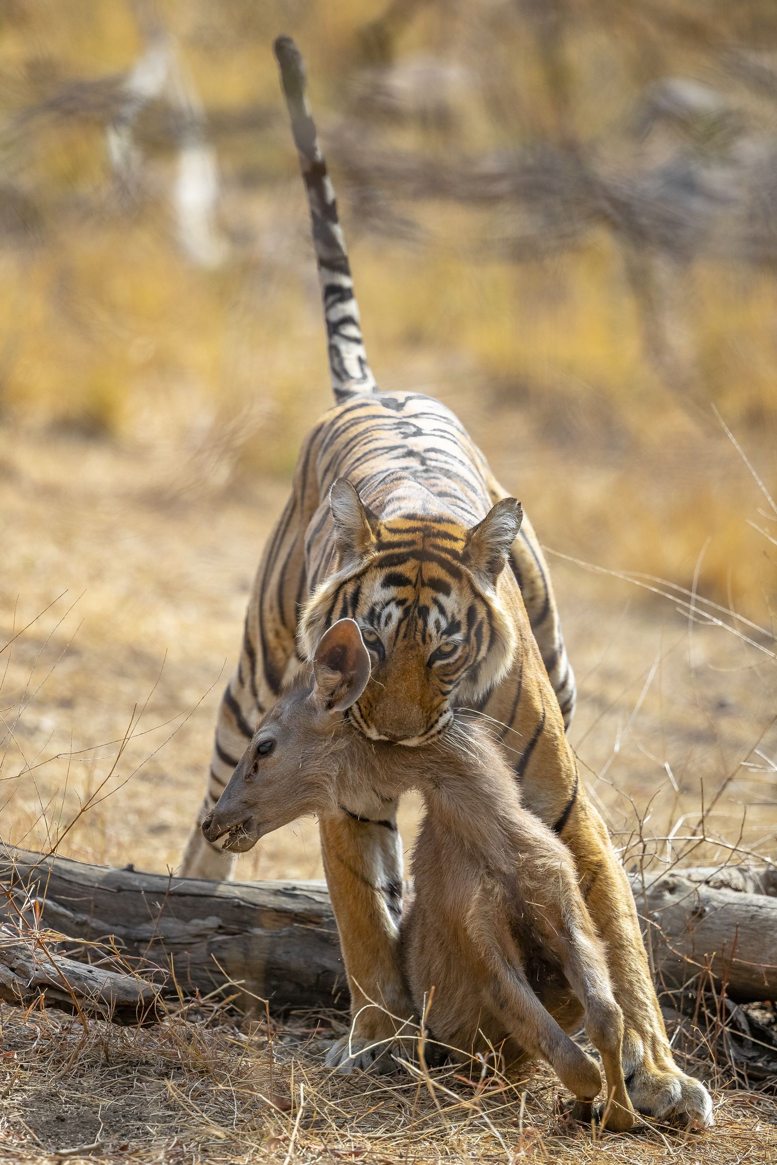 Tiger dragging a Sambar | Scrolller