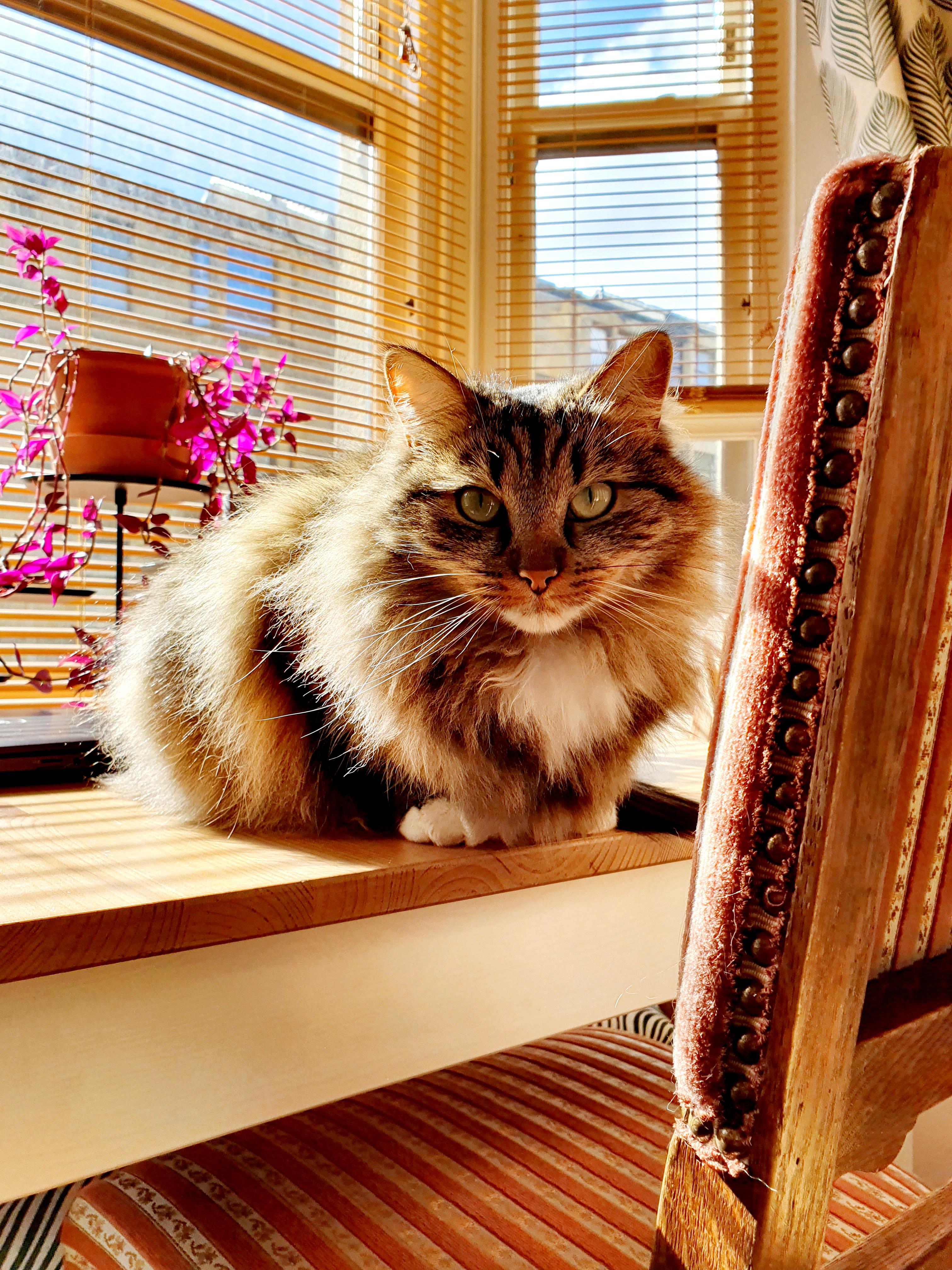 Tiger Lily catching some rays. ☀ Such an elegant and mysterious creature. | Scrolller