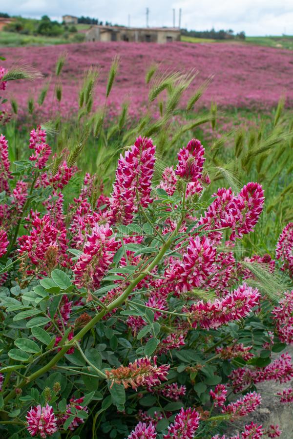 TIL the Language of Flowers for 'Rustic Beauty' is the French Honeysuckle (Kate Greenaway, 1884 ...